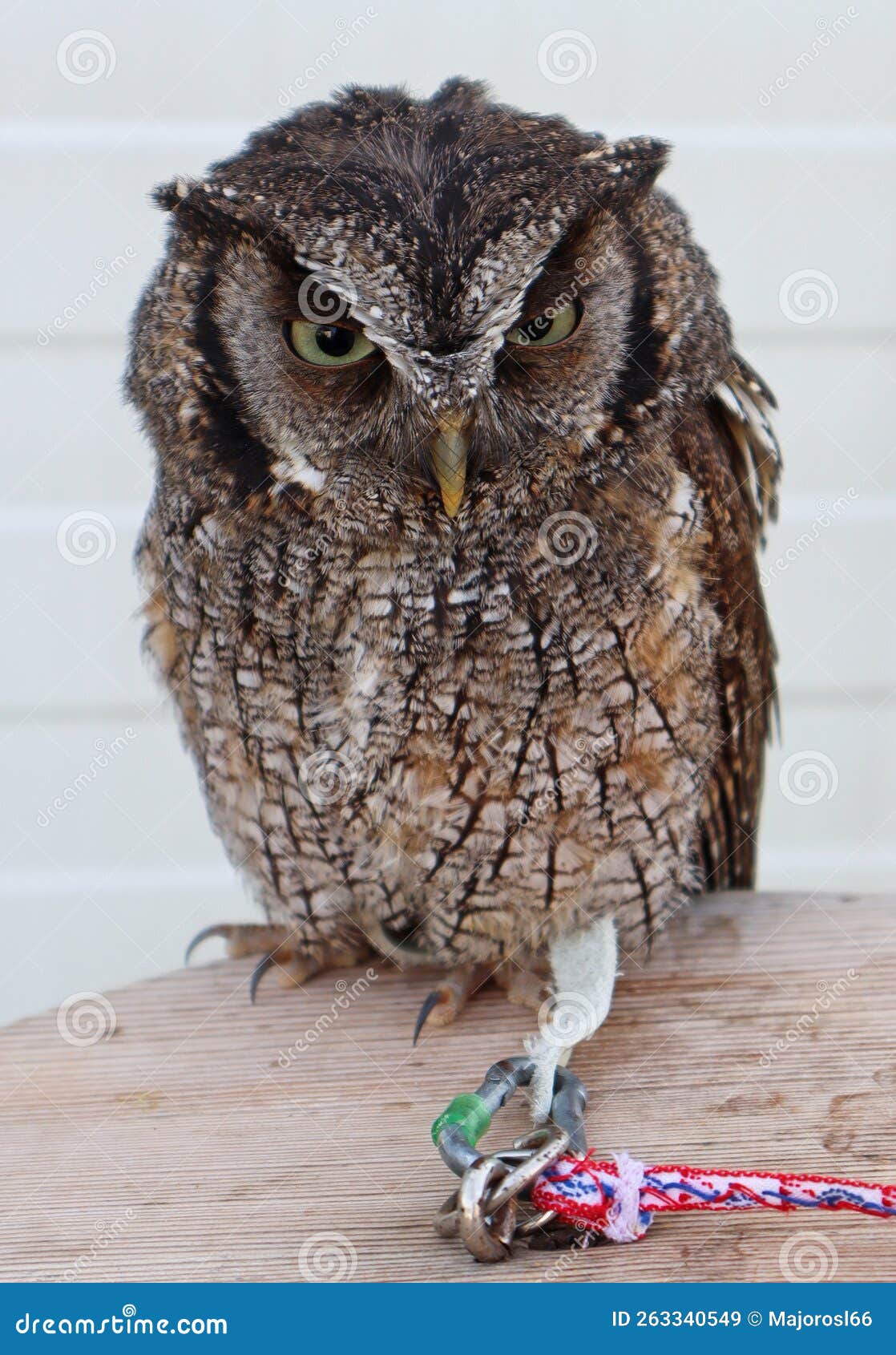 Nice Owl Standing on a Table Outdoor Stock Image - Image of bird ...