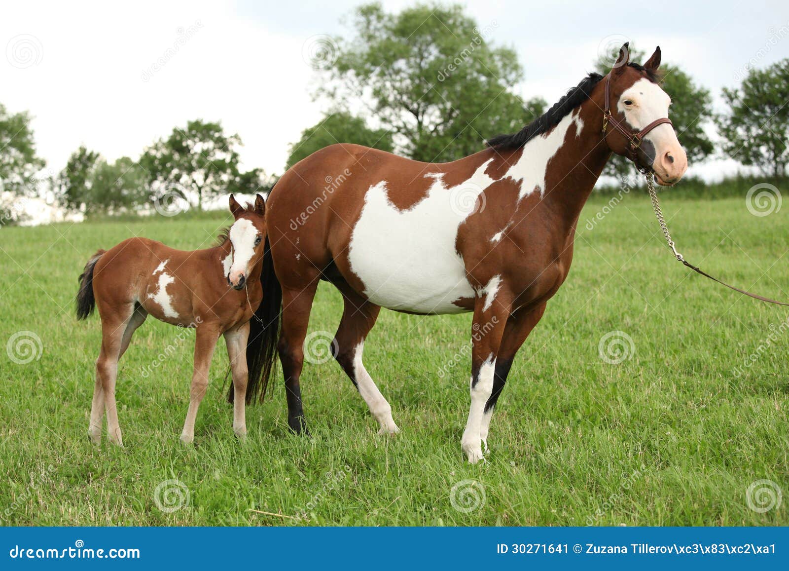 Nice Paint Horse Mare with Filly Stock Image - Image of outside, power ...