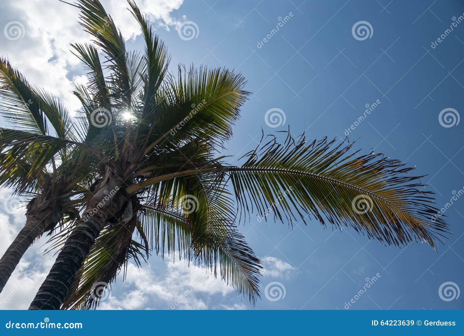 Nice palm tree stock image. Image of flora, tropical - 64223639