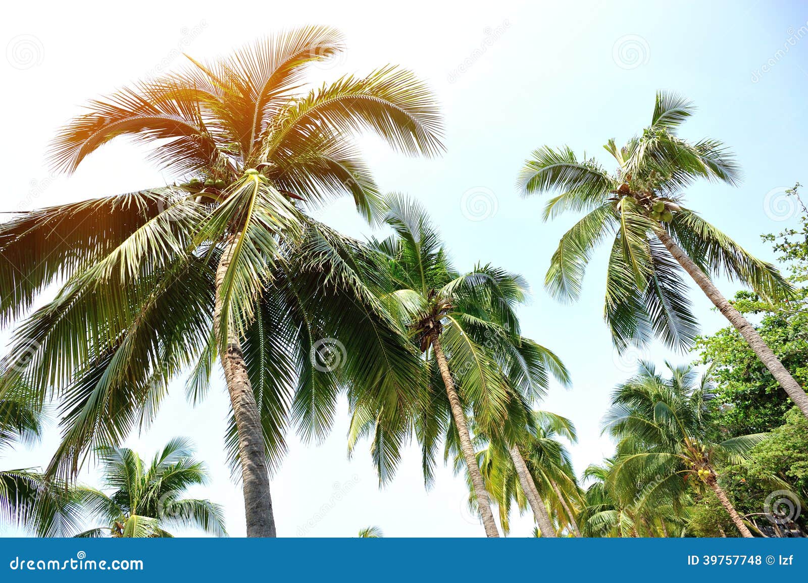 Nice Palm Trees Against Sunny Sky Stock Photo - Image of leaves, summer ...