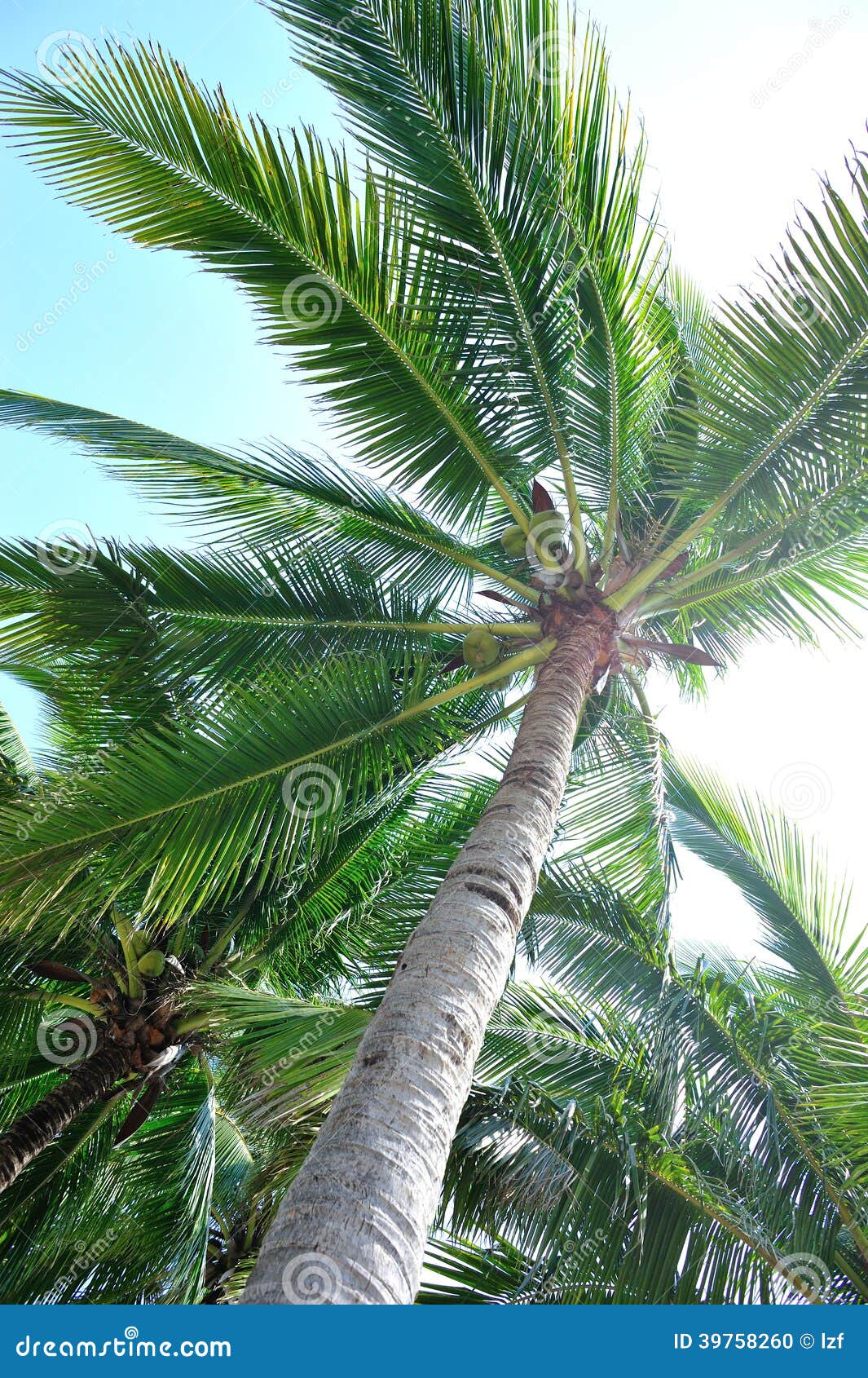 Nice Palm Trees Against Sunny Sky Stock Photo - Image of journey ...