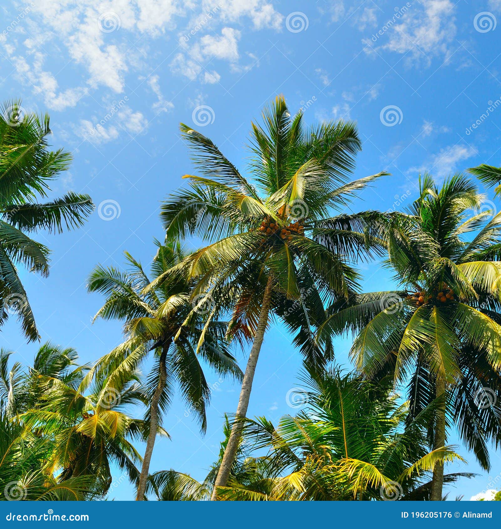 Nice Palm Trees in the Blue Sunny Sky Stock Photo - Image of climate ...
