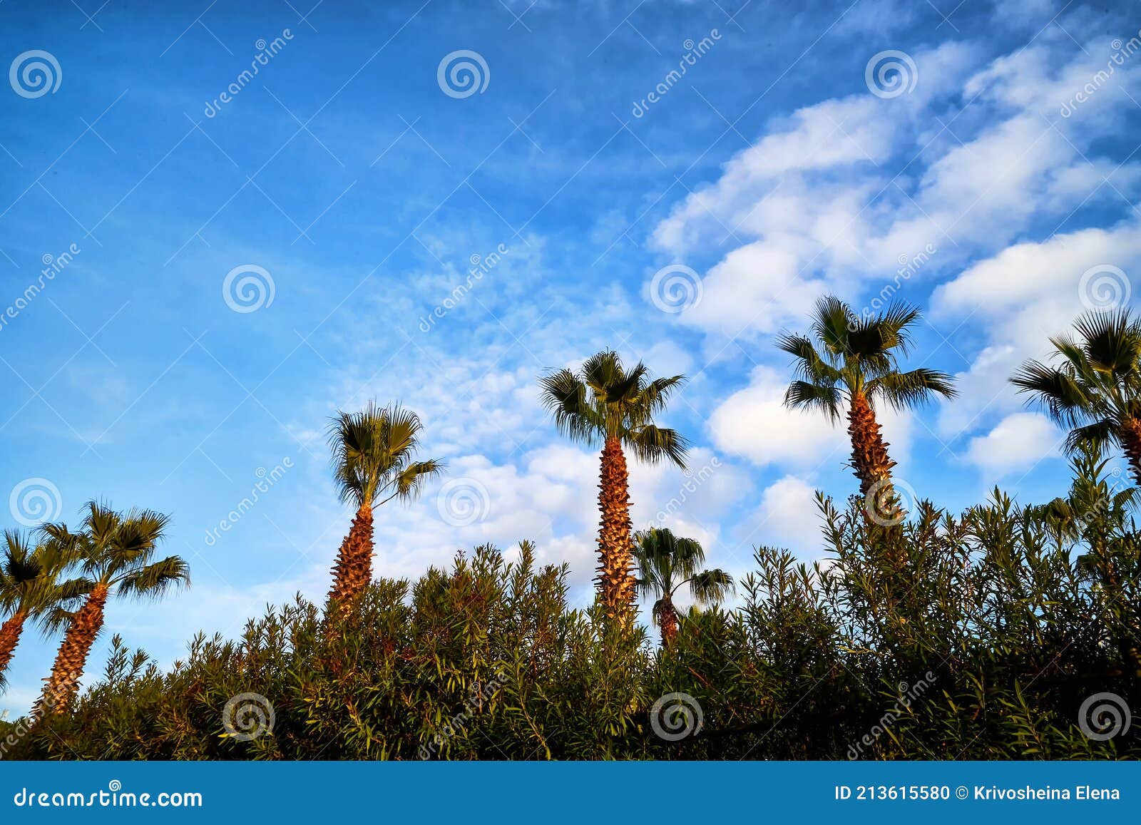 Nice Palm Trees in the Blue Sunny Sky with White Clouds Stock Photo ...