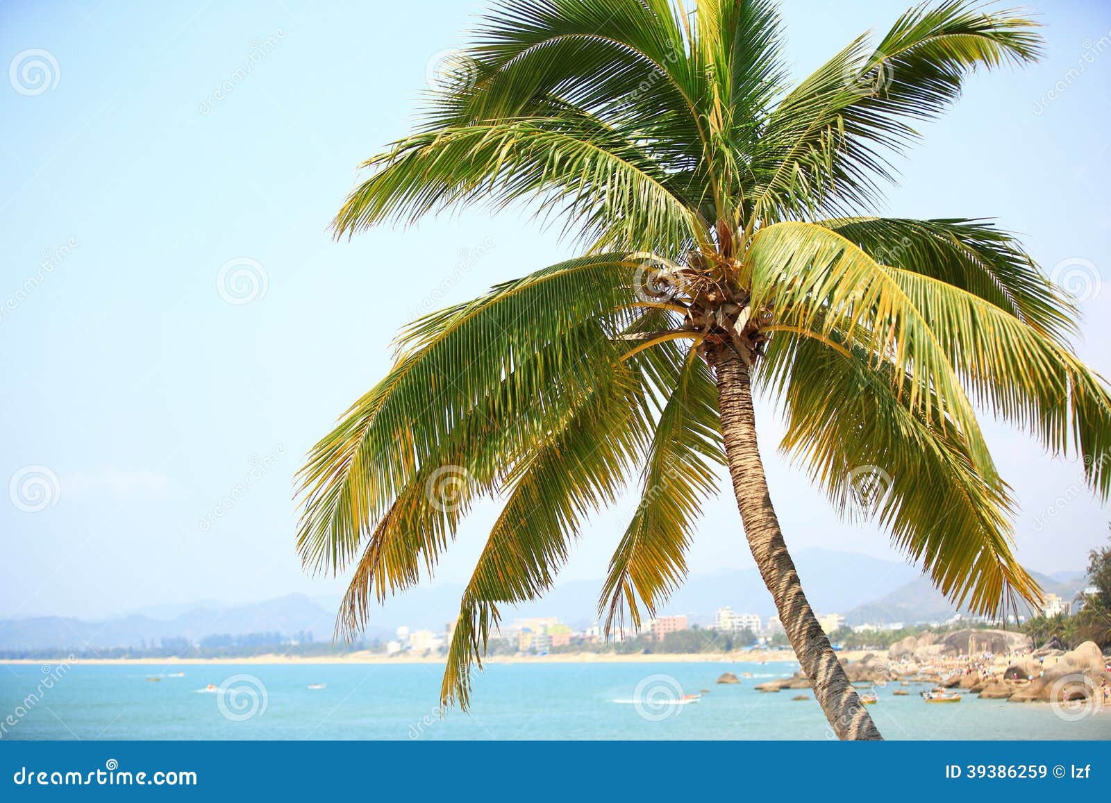 Nice Palm Trees at Sunny Seaside Stock Image - Image of rock, sanya ...