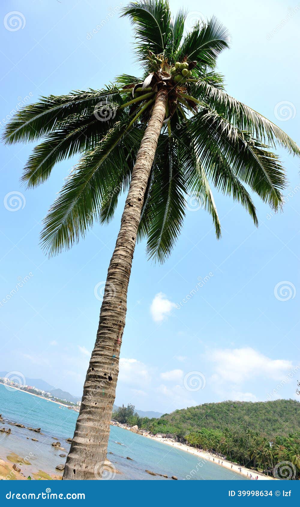 Nice Palm Trees at Sunny Seaside Stock Photo - Image of grow, ocean ...