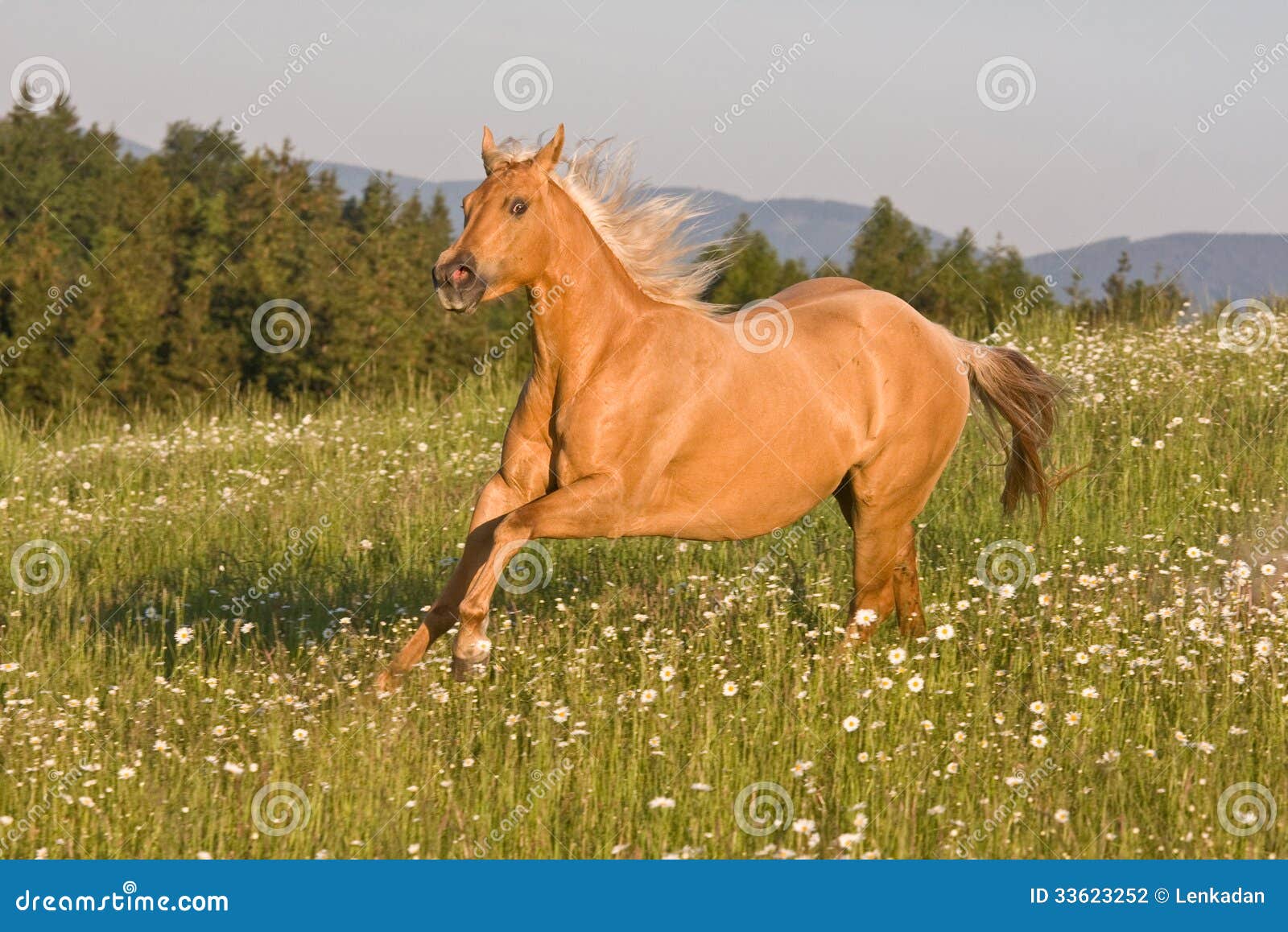 Nice Palomino Horse Running Stock Photo - Image of looking, freedom ...