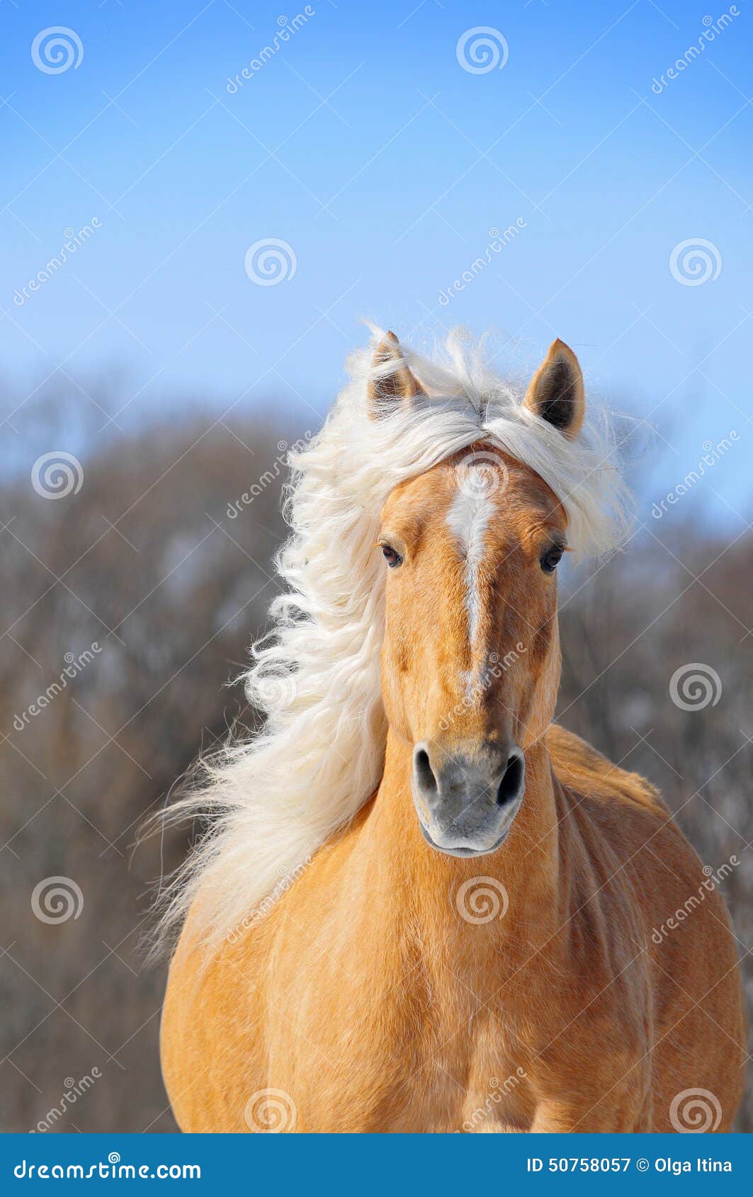 Nice Palomino Horse Running Portrait in Spring Stock Image - Image of ...