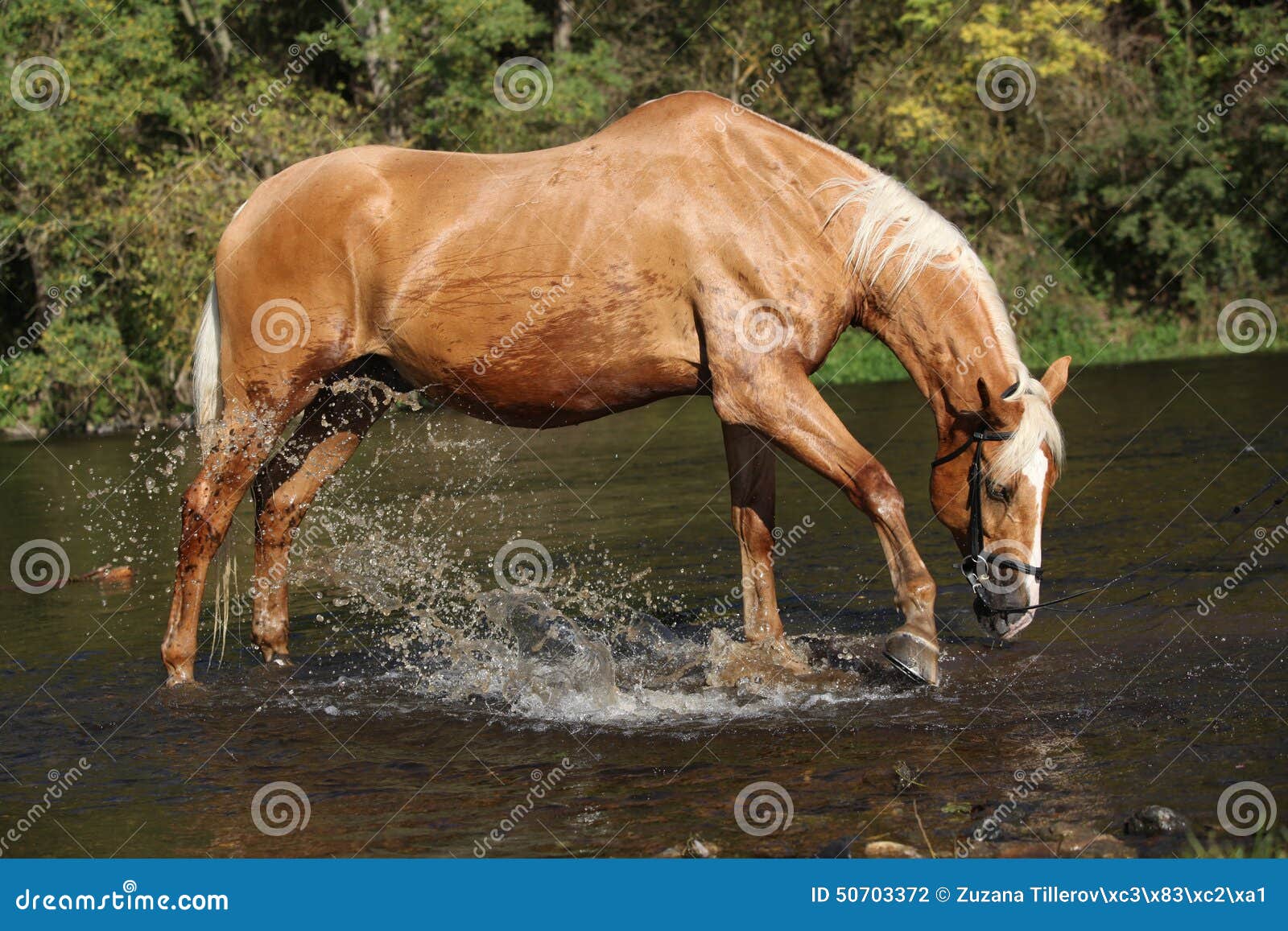 Nice Palomino Warmblood Playing in the Water Stock Photo - Image of ...