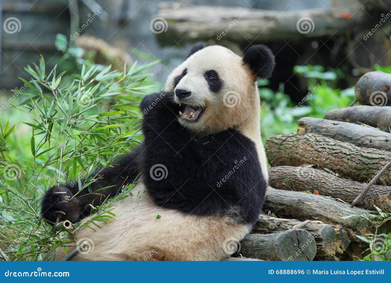 Nice panda bear in guilin stock photo. Image of park - 68888696