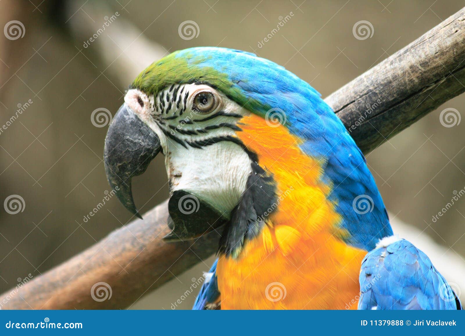 Nice parrot stock photo. Image of back, creature, vertical - 11379888
