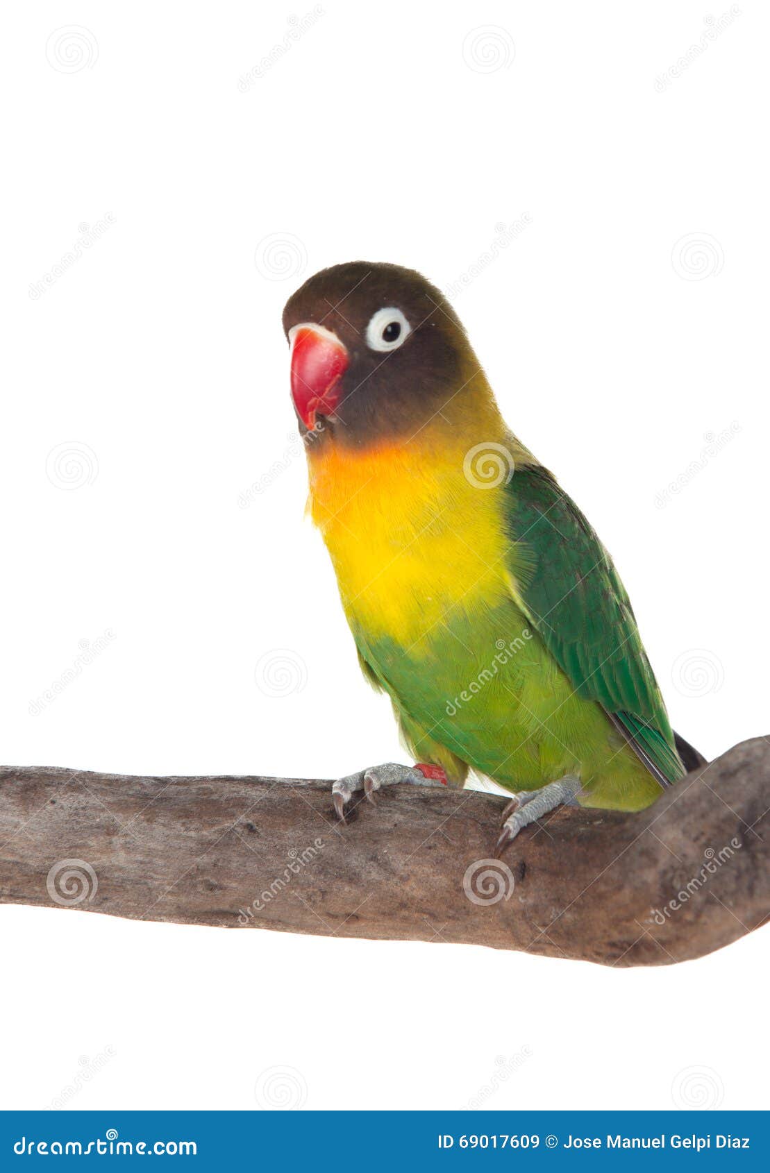 Nice Parrot With Red Beak And Yellow And Green Plumage Stock Image ...
