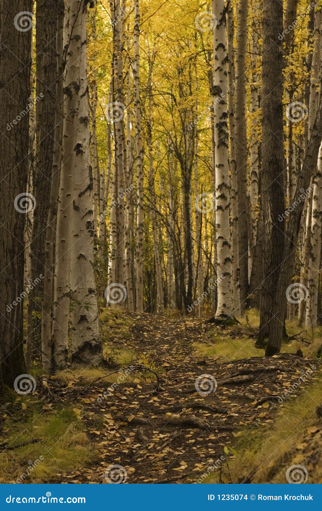 Nice path in birch forest stock photo. Image of plant - 1235074