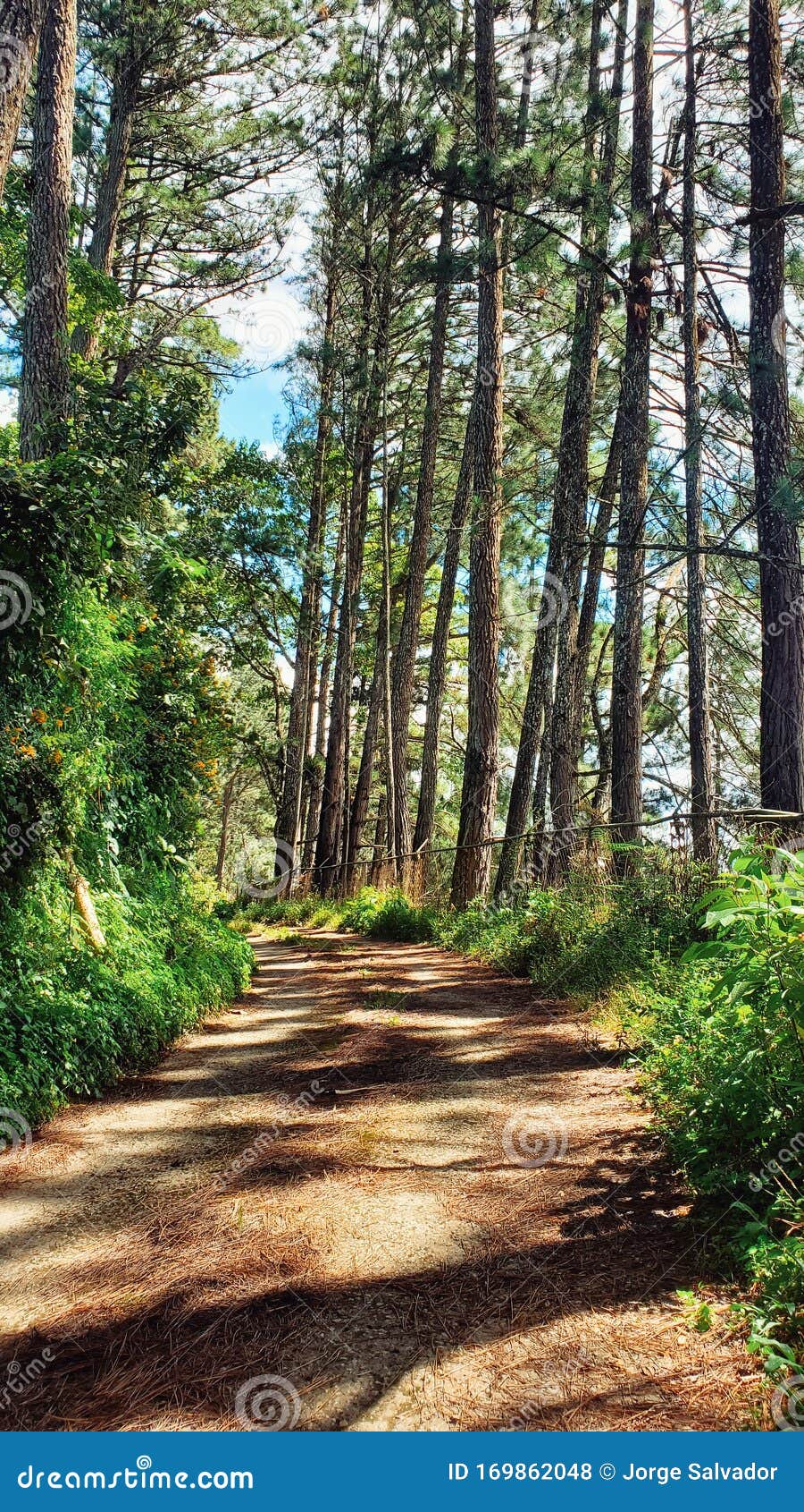 Nature Walk with Pine Trees Stock Photo - Image of minimalistic, lost ...