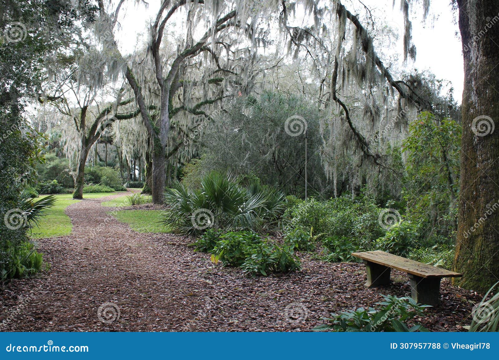 Dirt Paths Walk Under the Big Trees. Stock Photo - Image of holiday ...