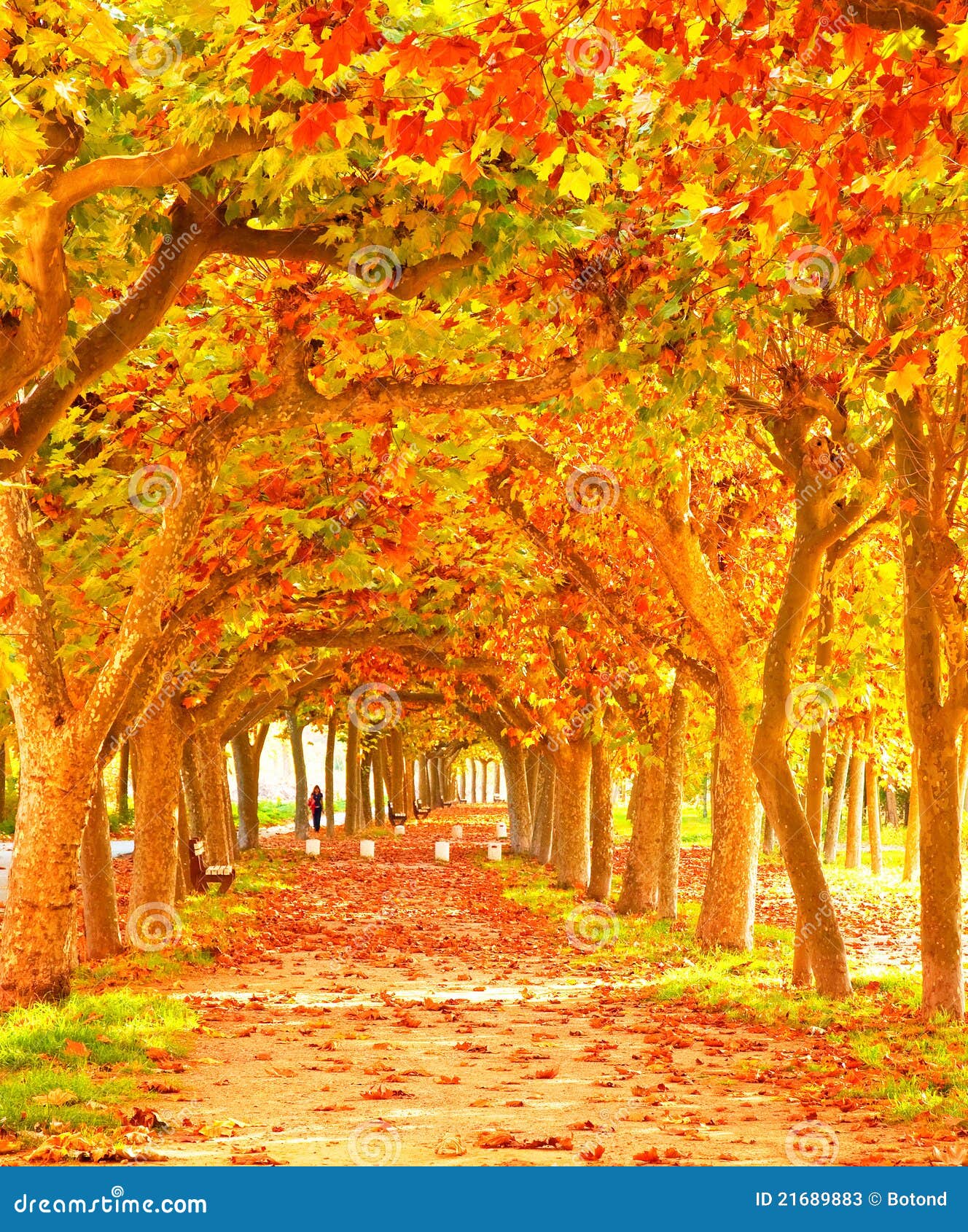 Nice Pathway Royalty-Free Stock Photo | CartoonDealer.com #7732101