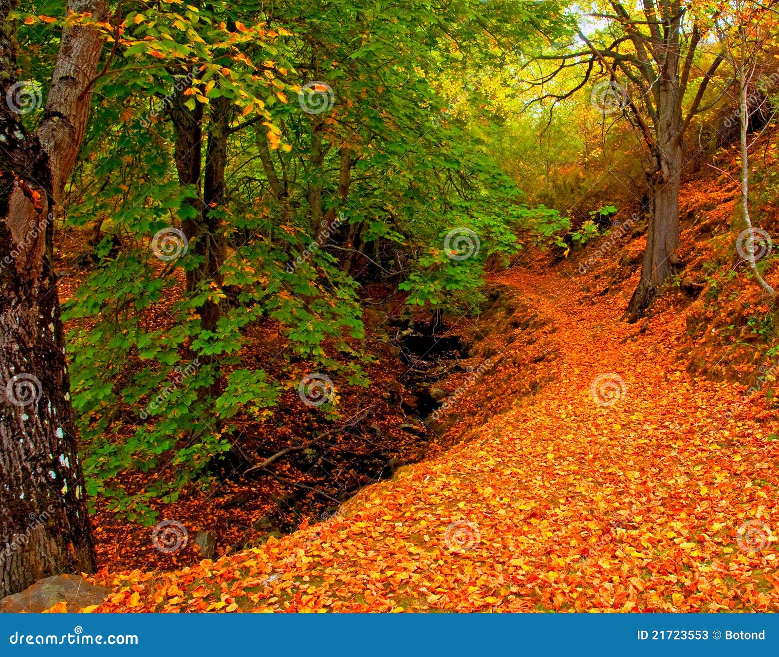 Nice pathway stock image. Image of plant, color, city - 21723553