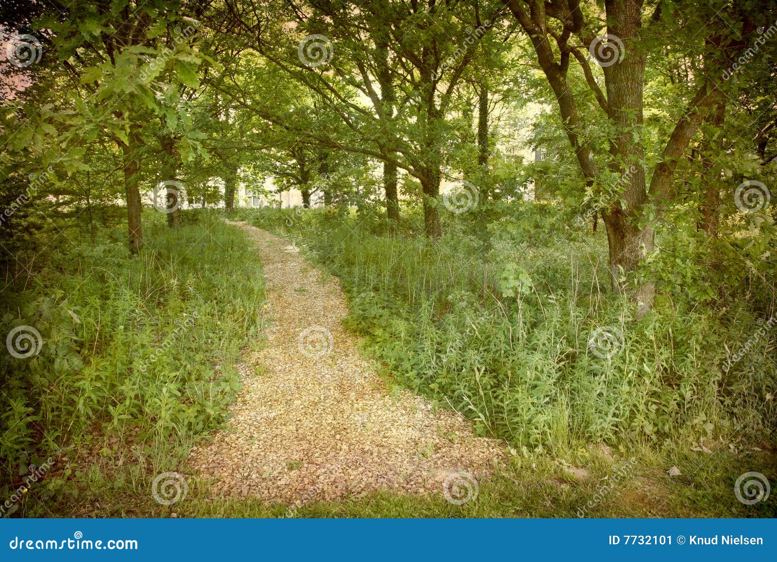 Nice pathway stock image. Image of horizontal, denmark - 7732101