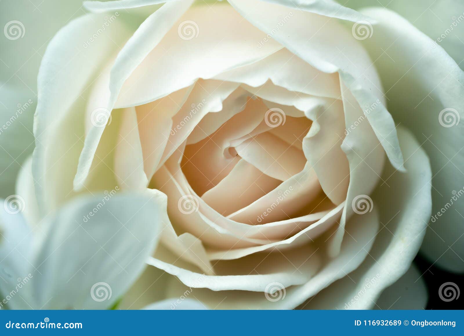 Patterns from Macro View of Center White Rose Stock Image - Image of ...