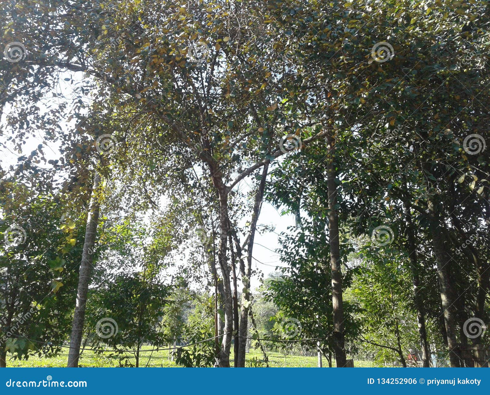 Beautiful jungle scenery stock photo. Image of beautiful - 134252906