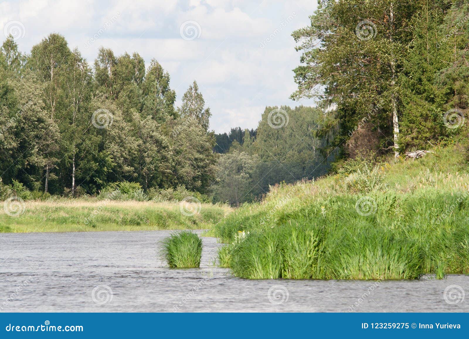 River, Forest, Grass in the Water Stock Image - Image of grass, evening ...