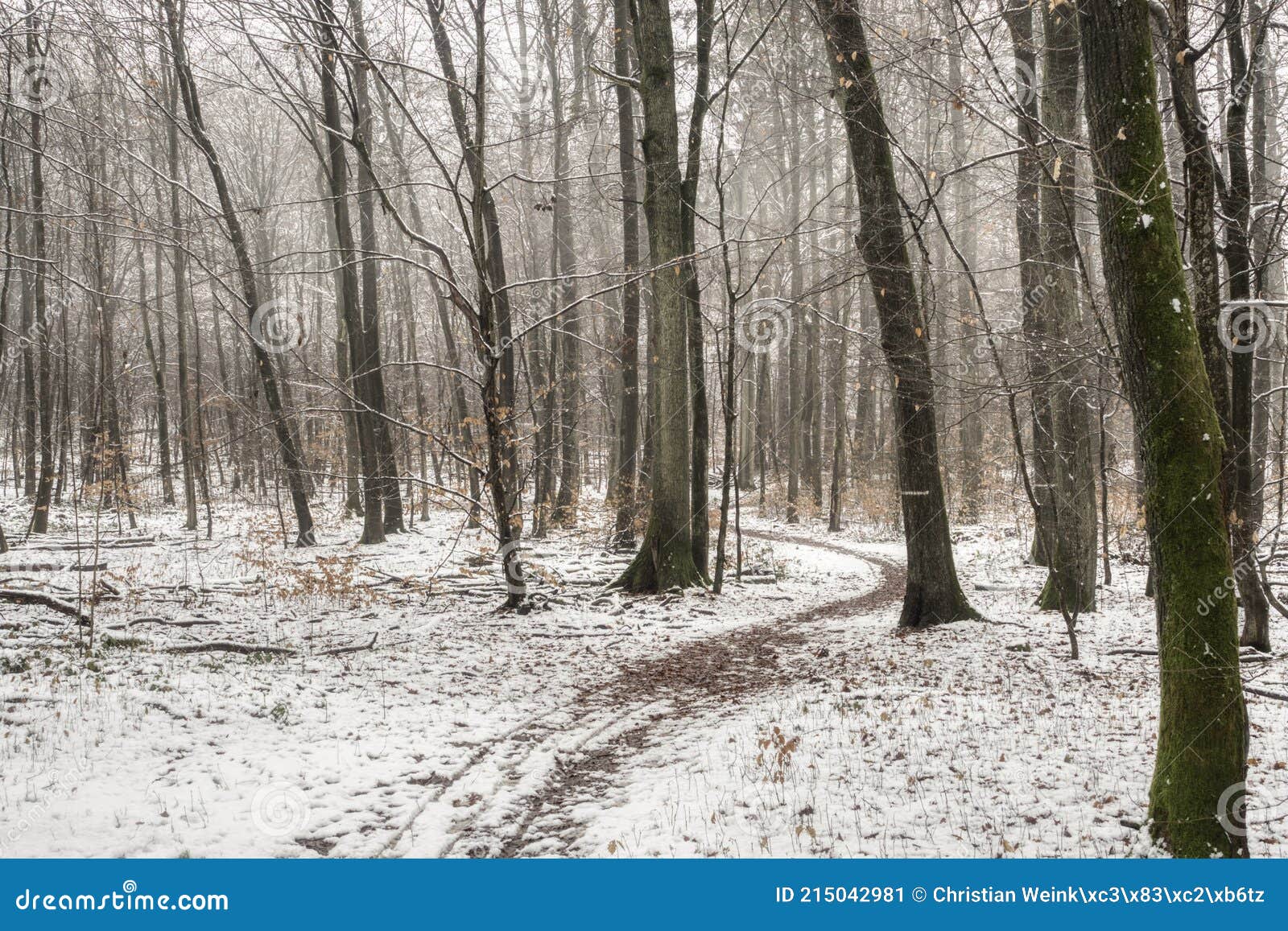 A Nice Picture of a Snowy Forest Path Stock Image - Image of outdoor ...
