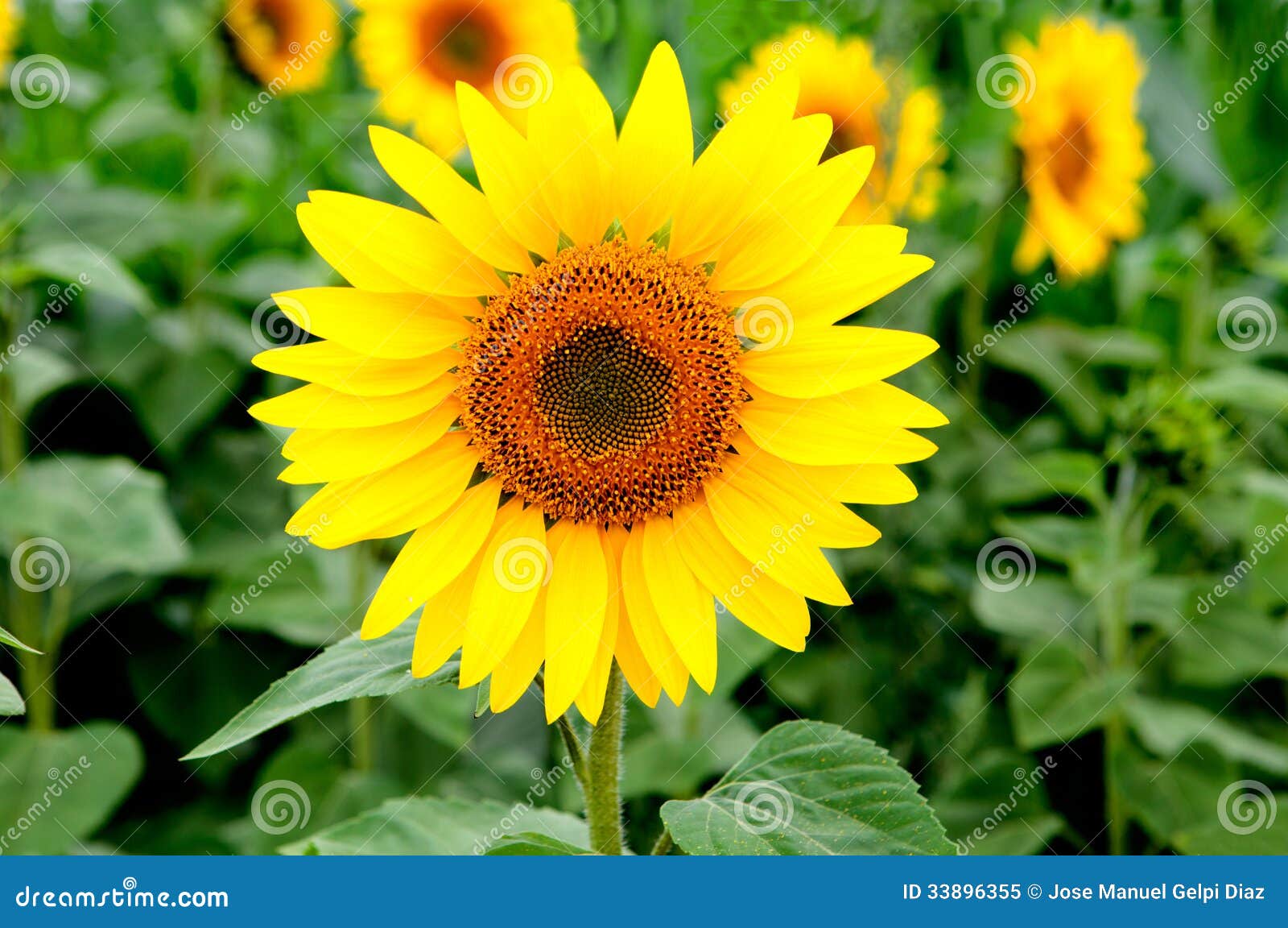 Nice Picture of a Sunflower Stock Image - Image of garden, bright: 33896355