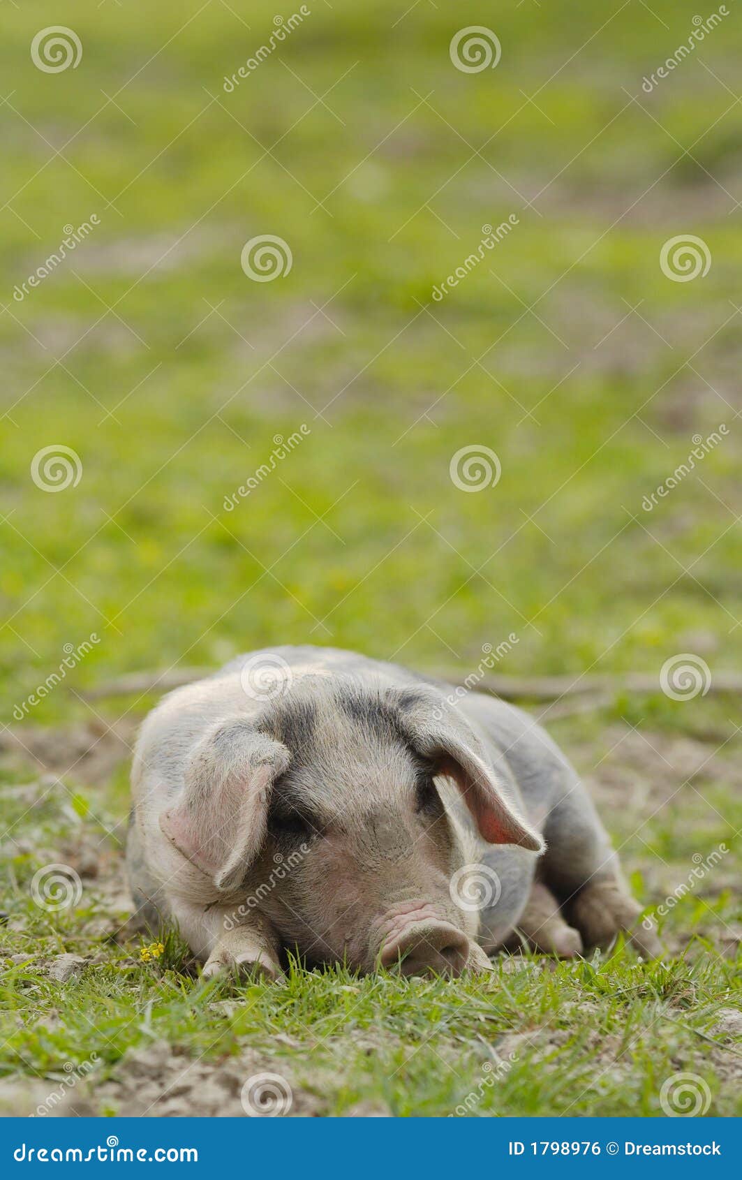 Nice pig sleeping. stock photo. Image of bacon, ears, grass - 1798976