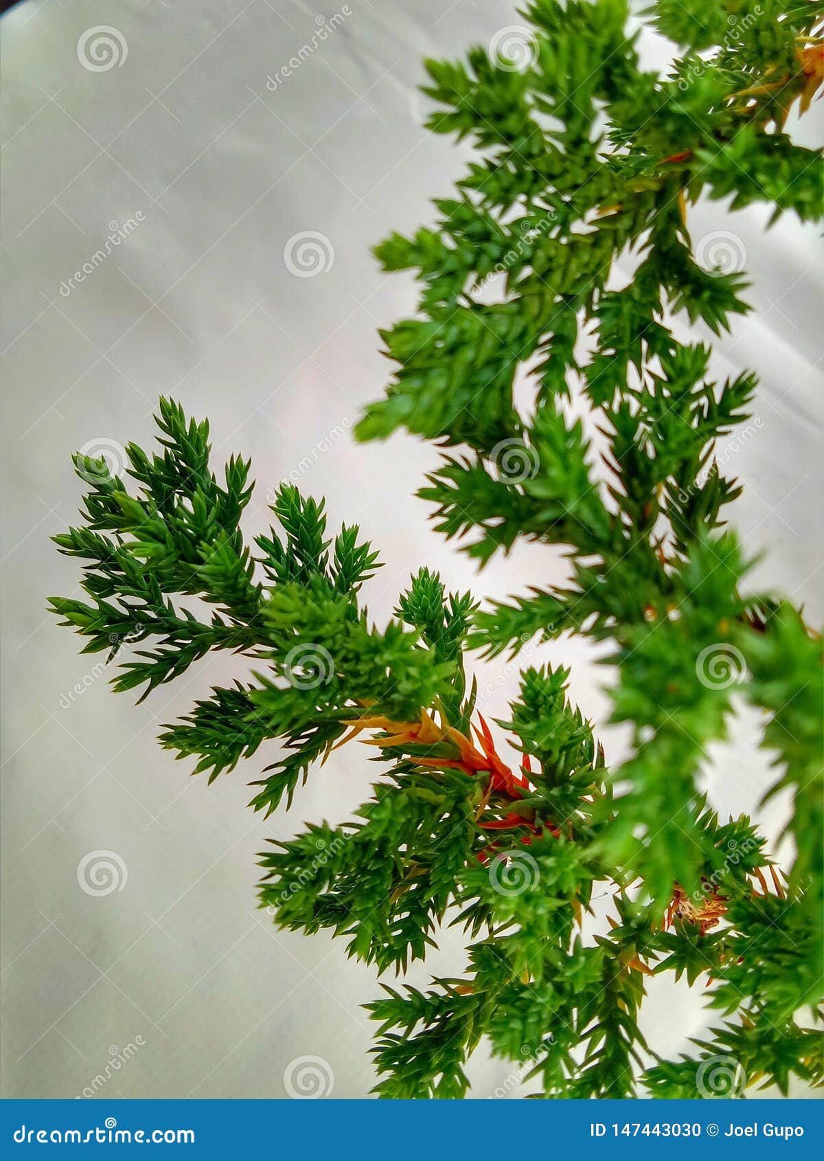 Nice pine tree like plant stock photo. Image of tree - 147443030
