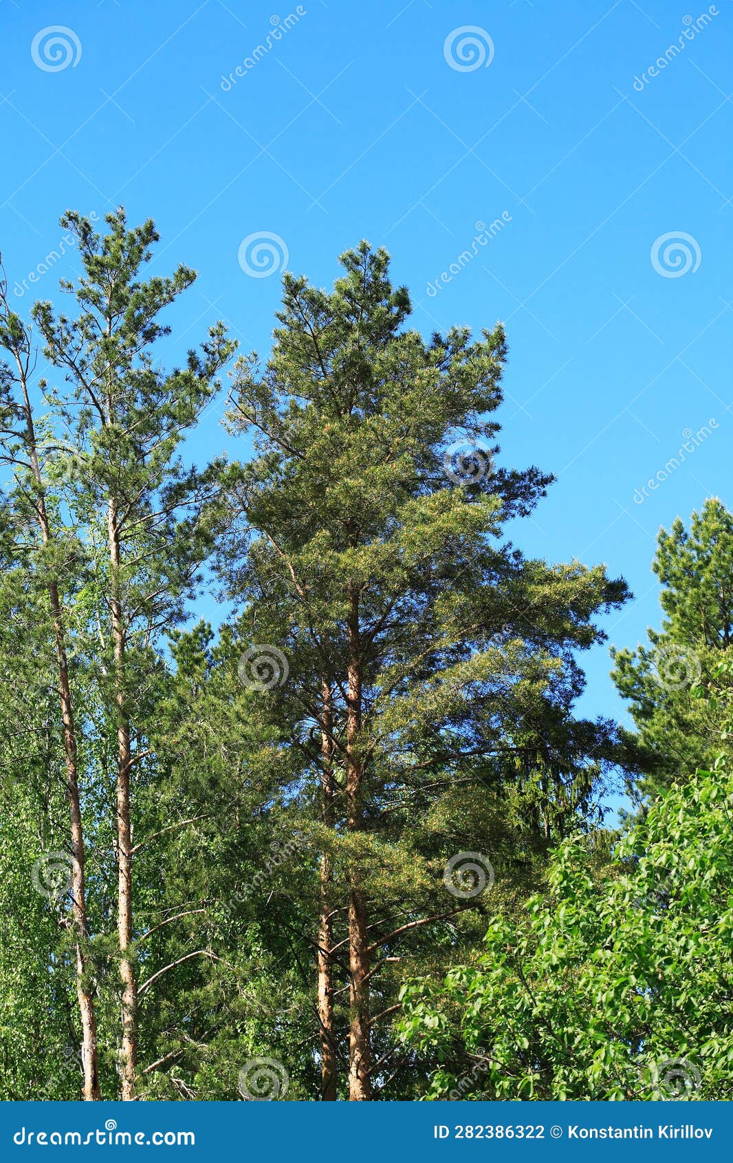 Nice Pine Tree stock photo. Image of weather, trunk - 282386322