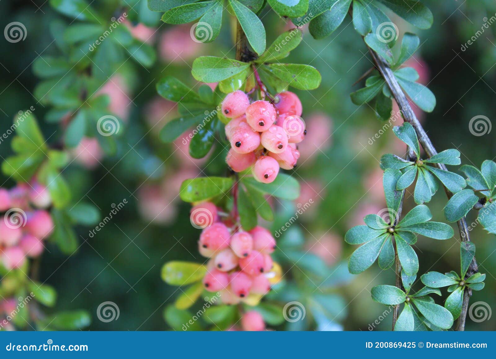 Nice Pink Berry Bush Stock Photos - Free & Royalty-Free Stock Photos ...