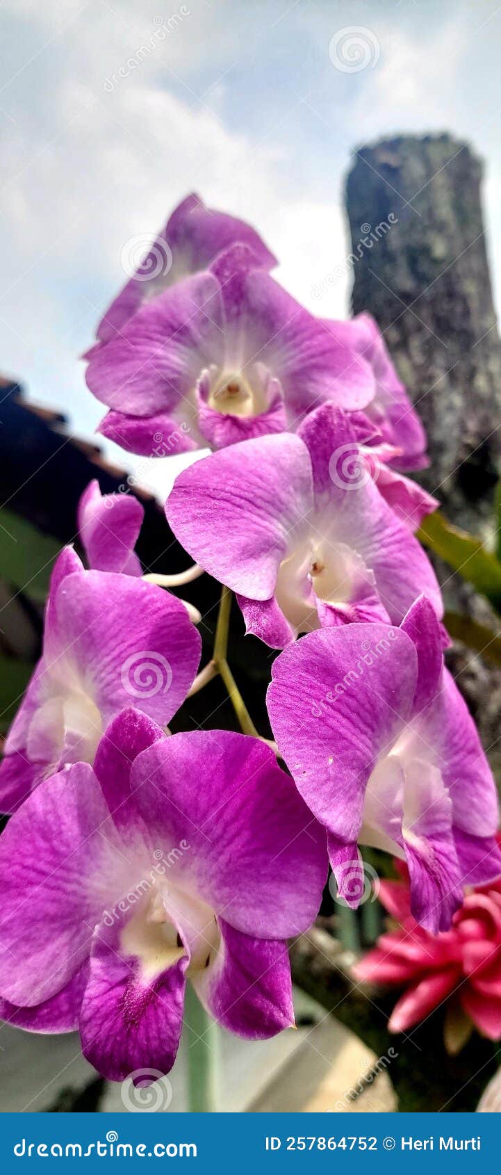 Nice pink flower stock photo. Image of plant, nice, blossom - 257864752