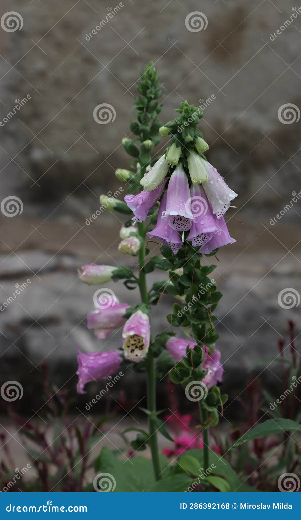 Nice pink foxglove stock photo. Image of flower, pink - 286392168