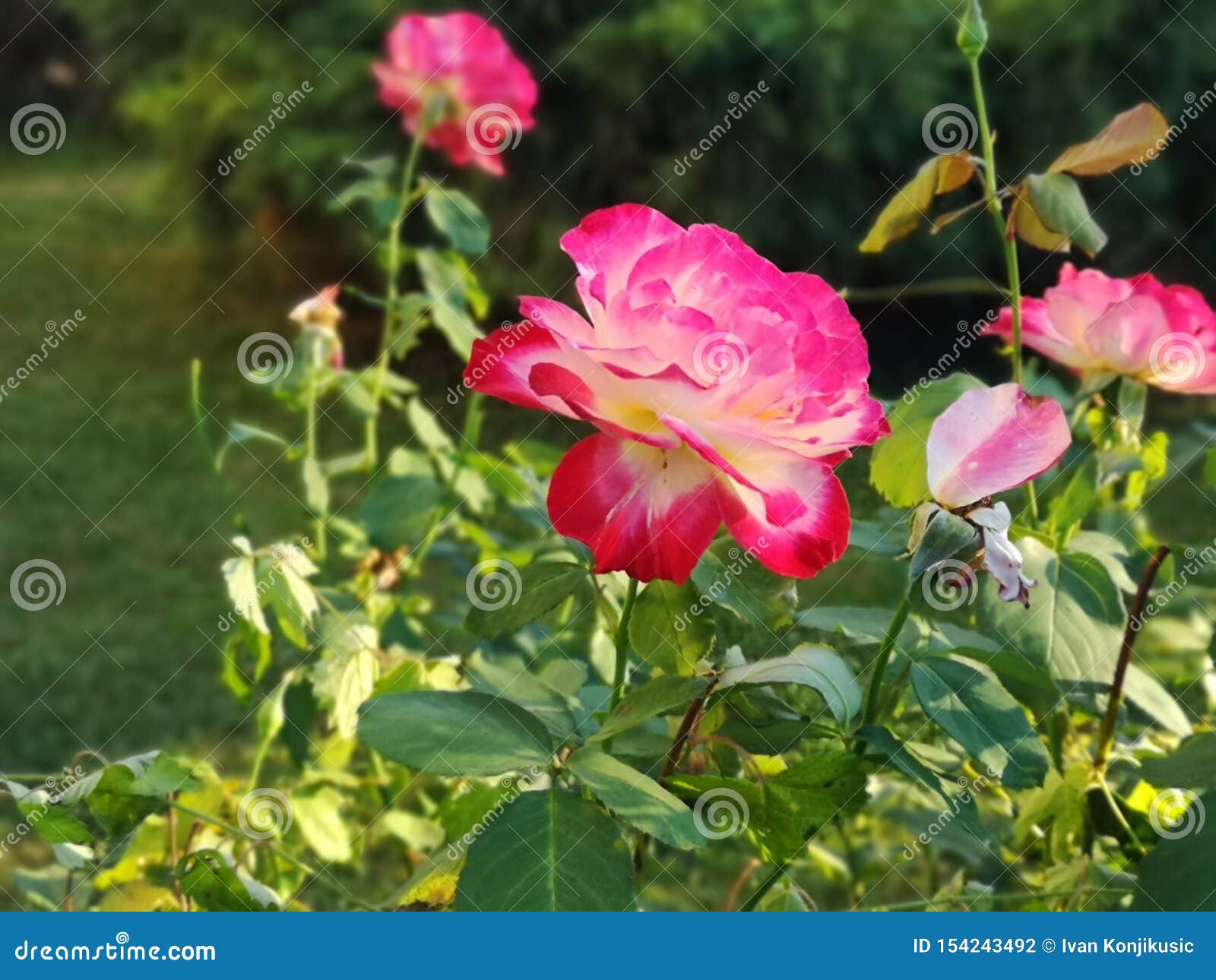 Nice Pink rose in garden stock photo. Image of garden - 154243492
