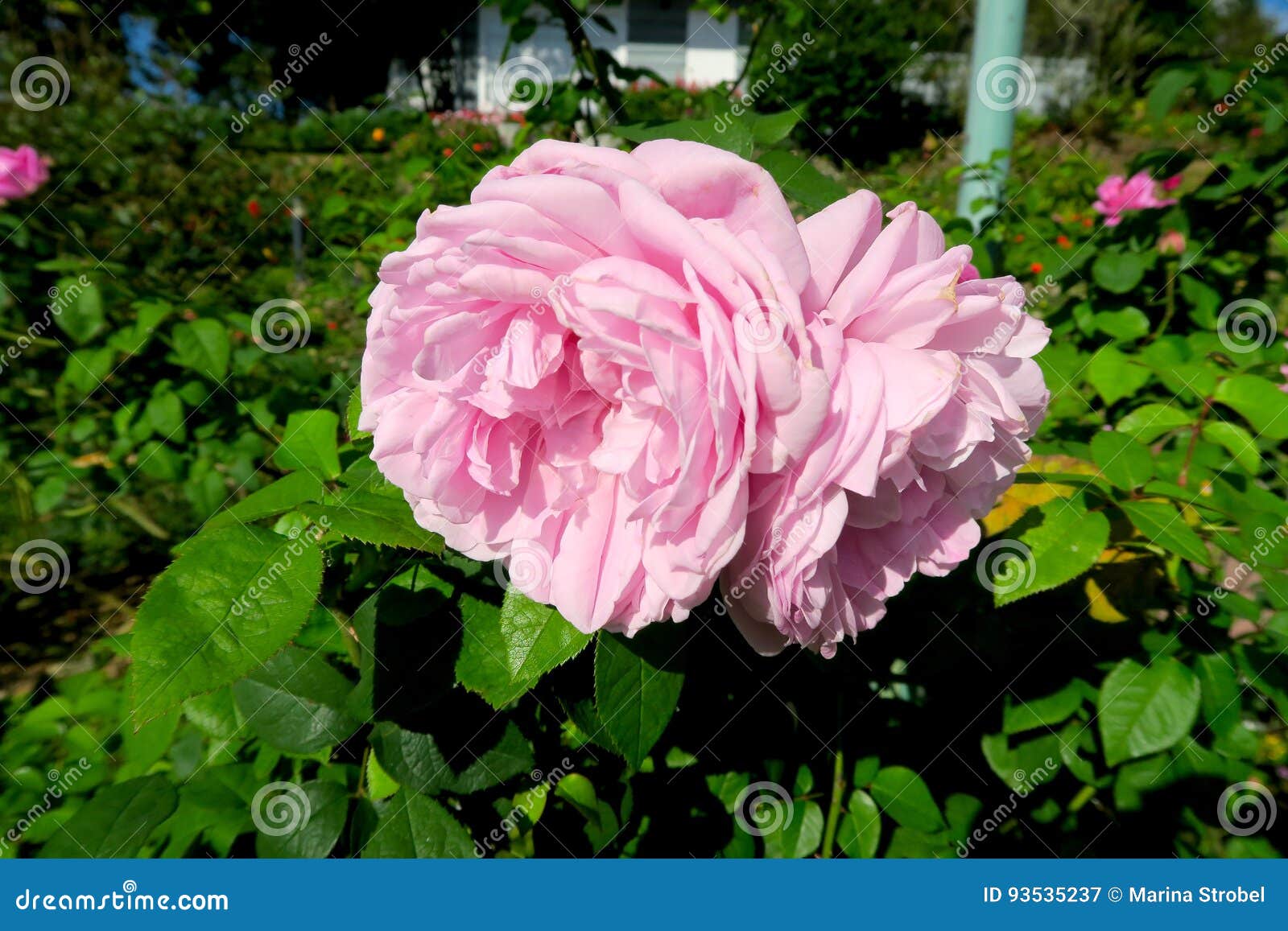 2 Nice Pink Roses on the Tree Stock Image - Image of greeting, leaf ...