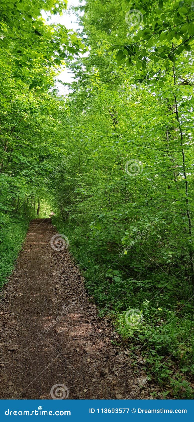 Forrest beautiful stock image. Image of nice, earth - 118693577