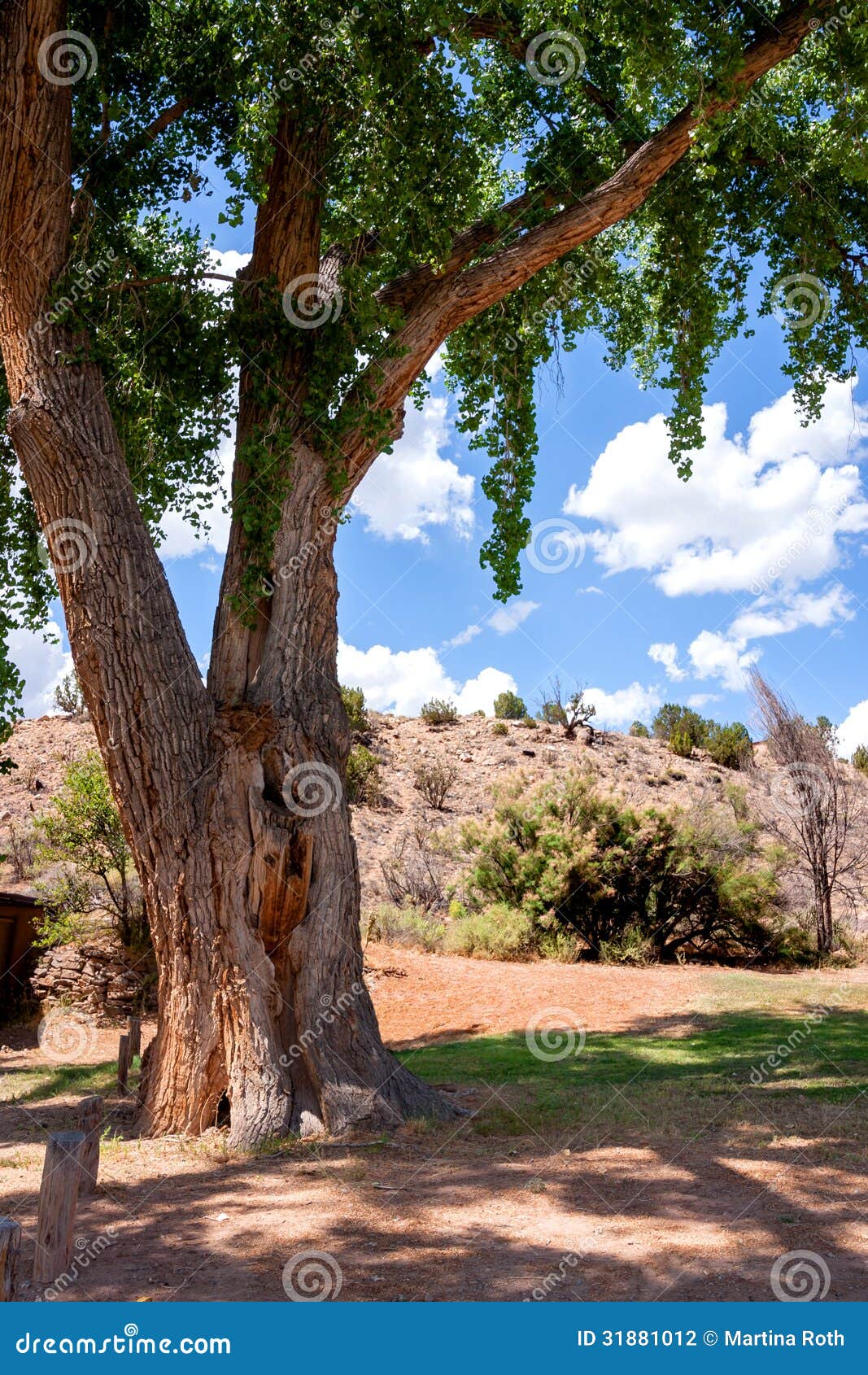 Nice Place To Sit Under a Tree Stock Photo - Image of summer, relax ...