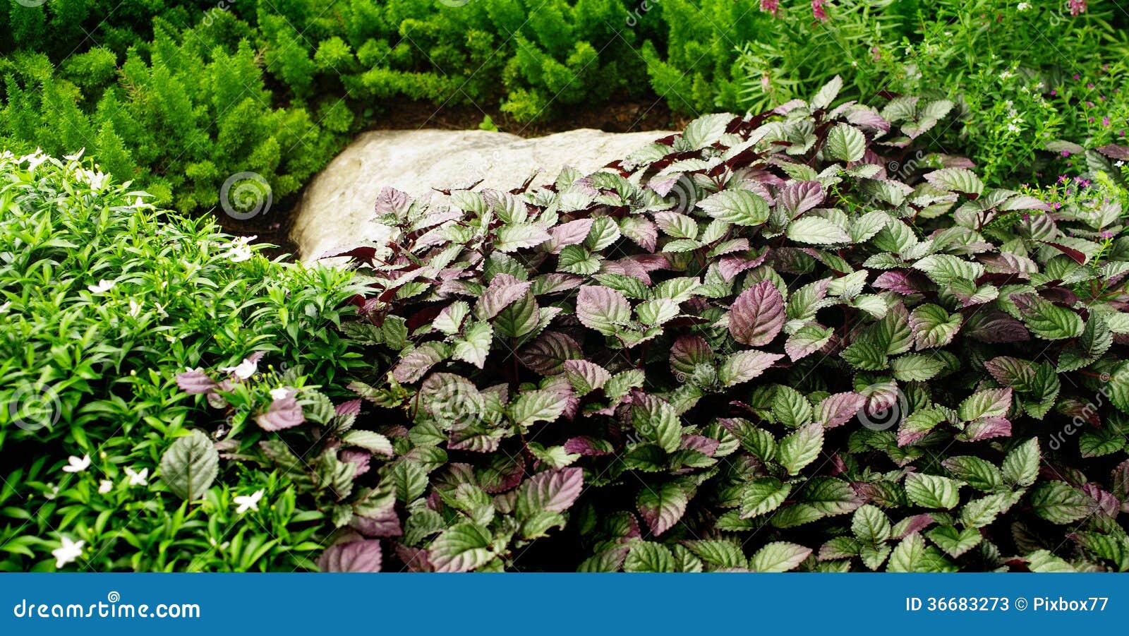 Nice plant background stock image. Image of tree, botanical - 36683273