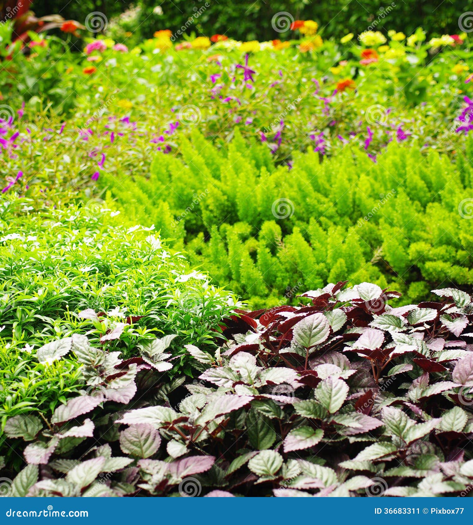 Nice plant background stock image. Image of decorations - 36683311