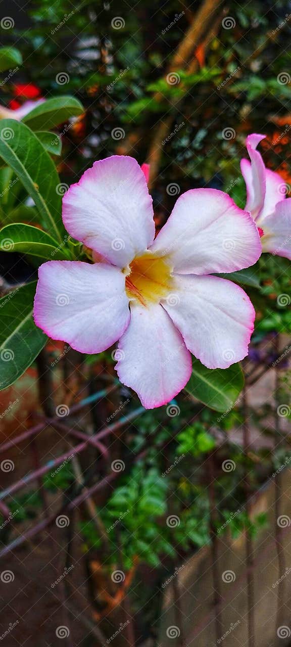 Nice plant flowers stock photo. Image of outdoor, nice - 289141878