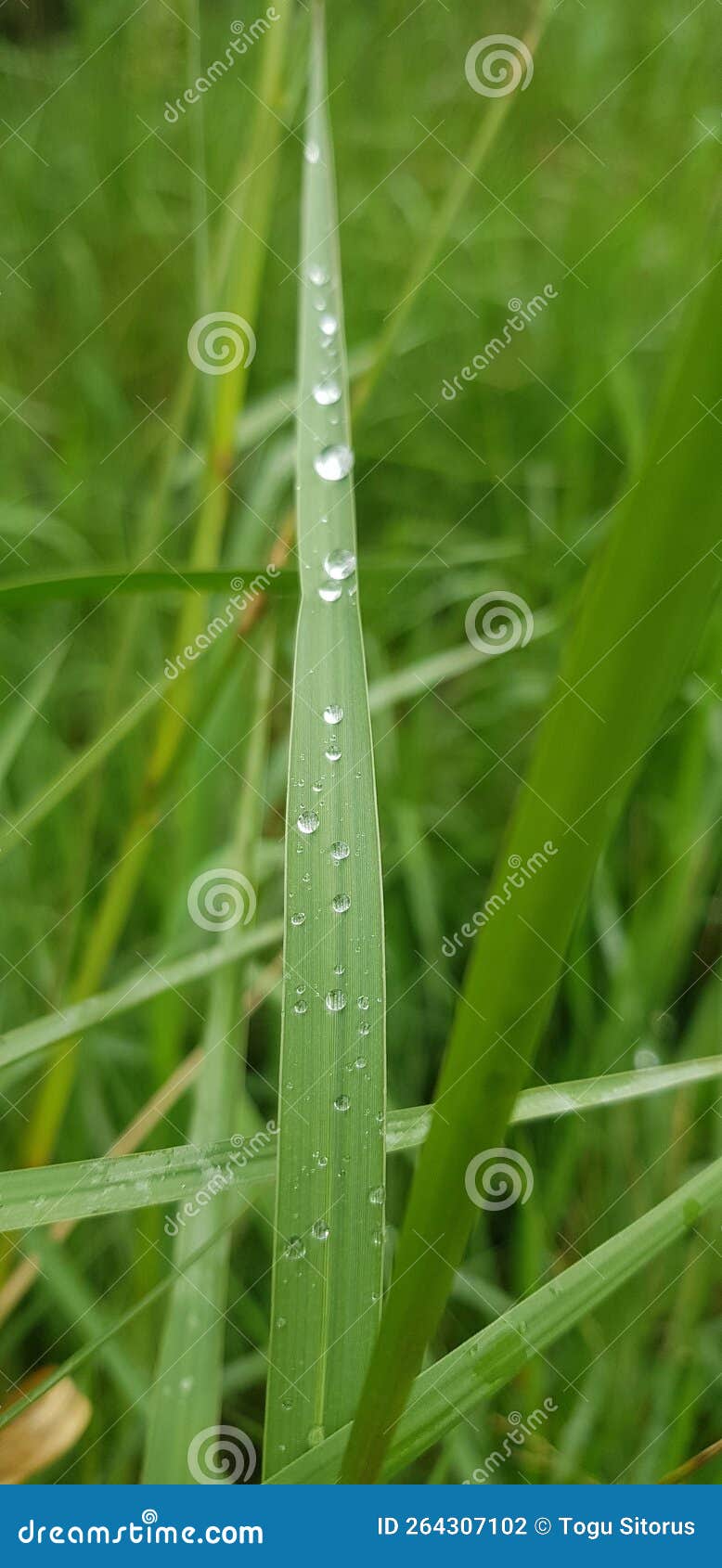 Nice plant green stock photo. Image of sunlight, nature - 264307102