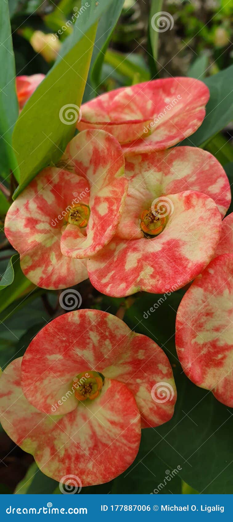 Nice Polka Dot Orange Flowers Stock Photo - Image of natural, orange ...