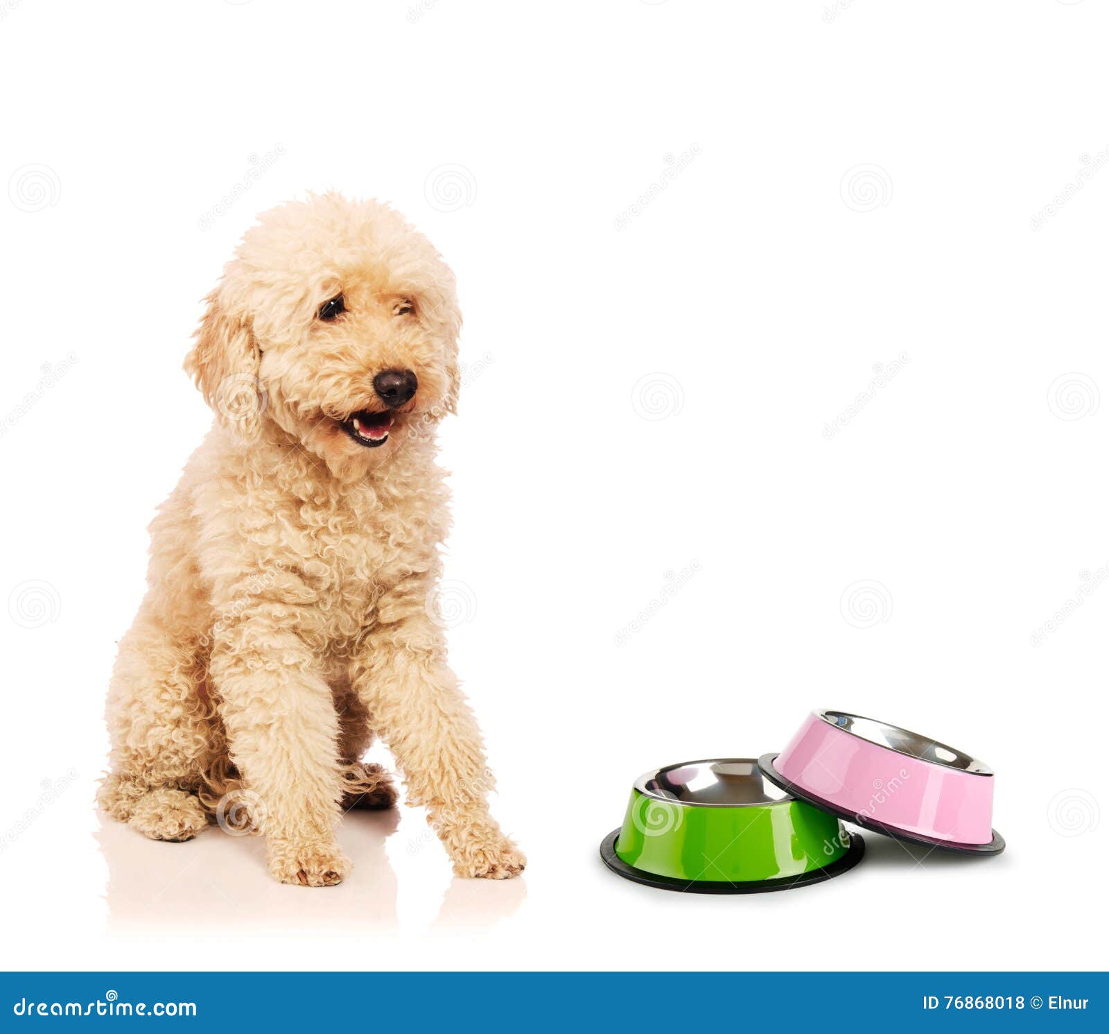 The Nice Poodle Dog Isolated on White Stock Photo - Image of food ...