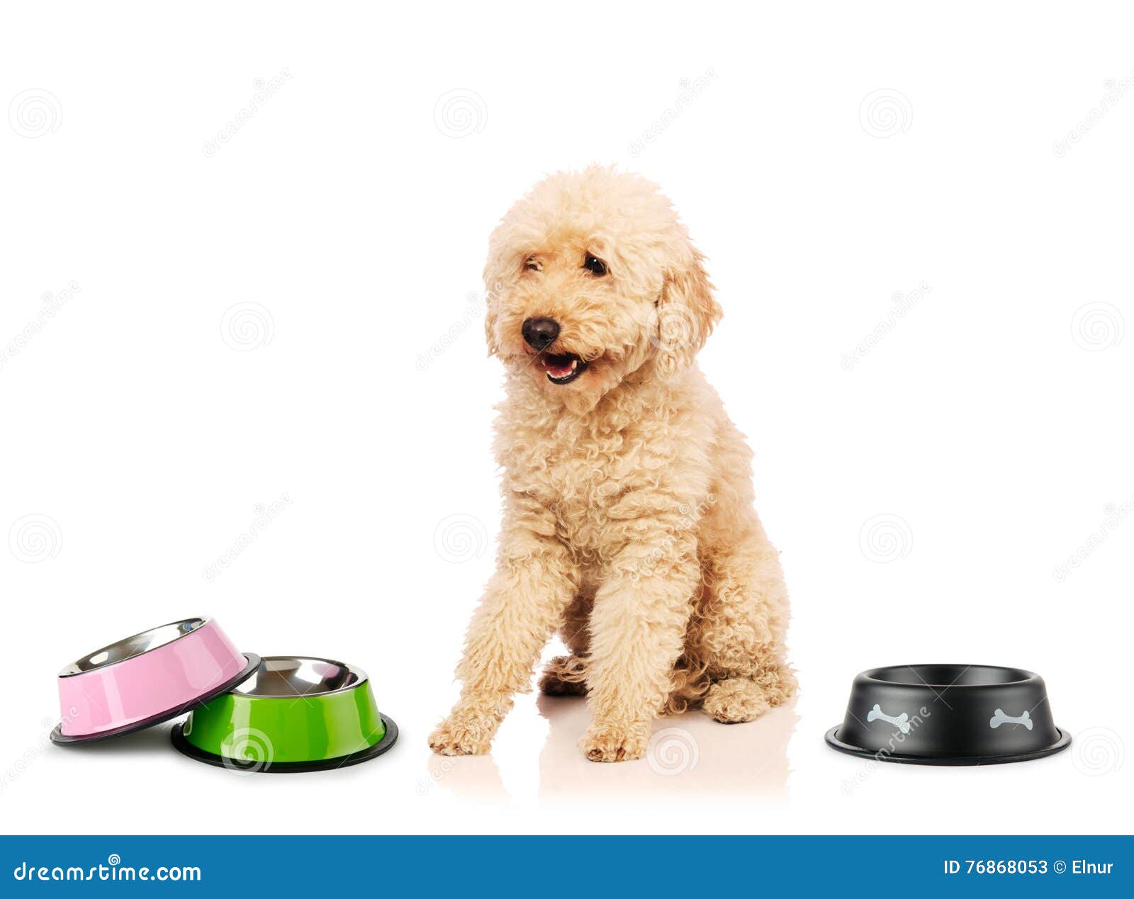 The Nice Poodle Dog Isolated on White Stock Image - Image of happy ...