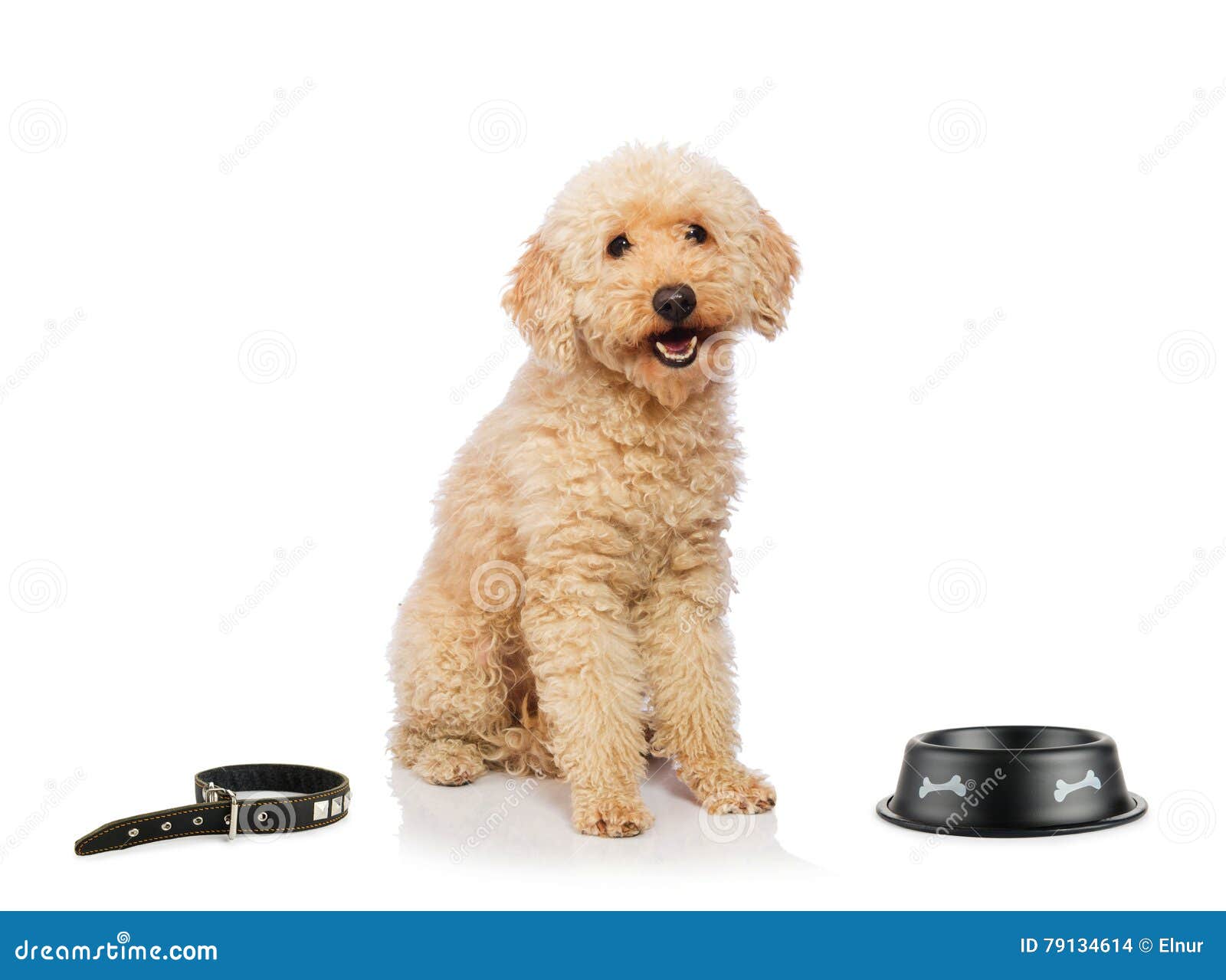 The Nice Poodle Dog Isolated on White Stock Photo - Image of funny ...