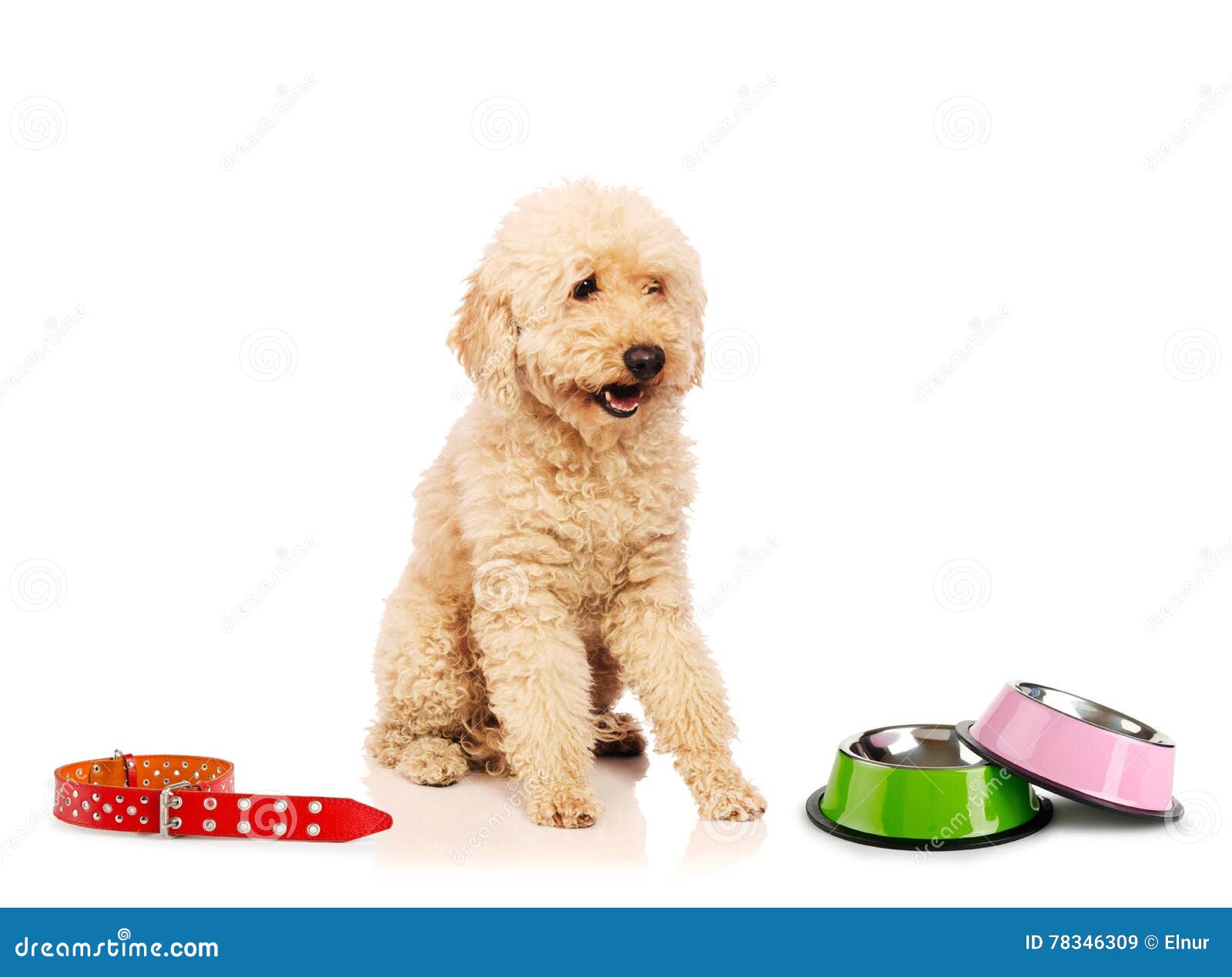 The Nice Poodle Dog on White Stock Image - Image of breed, lead: 78346309