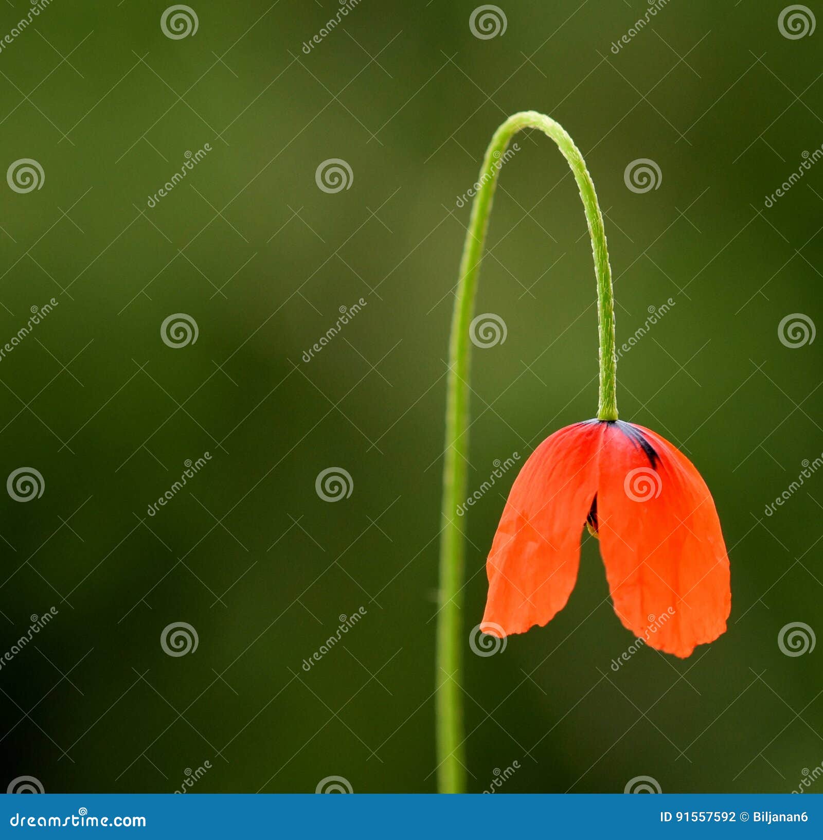 Nice poppy stock photo. Image of black, daisy, bright - 91557592