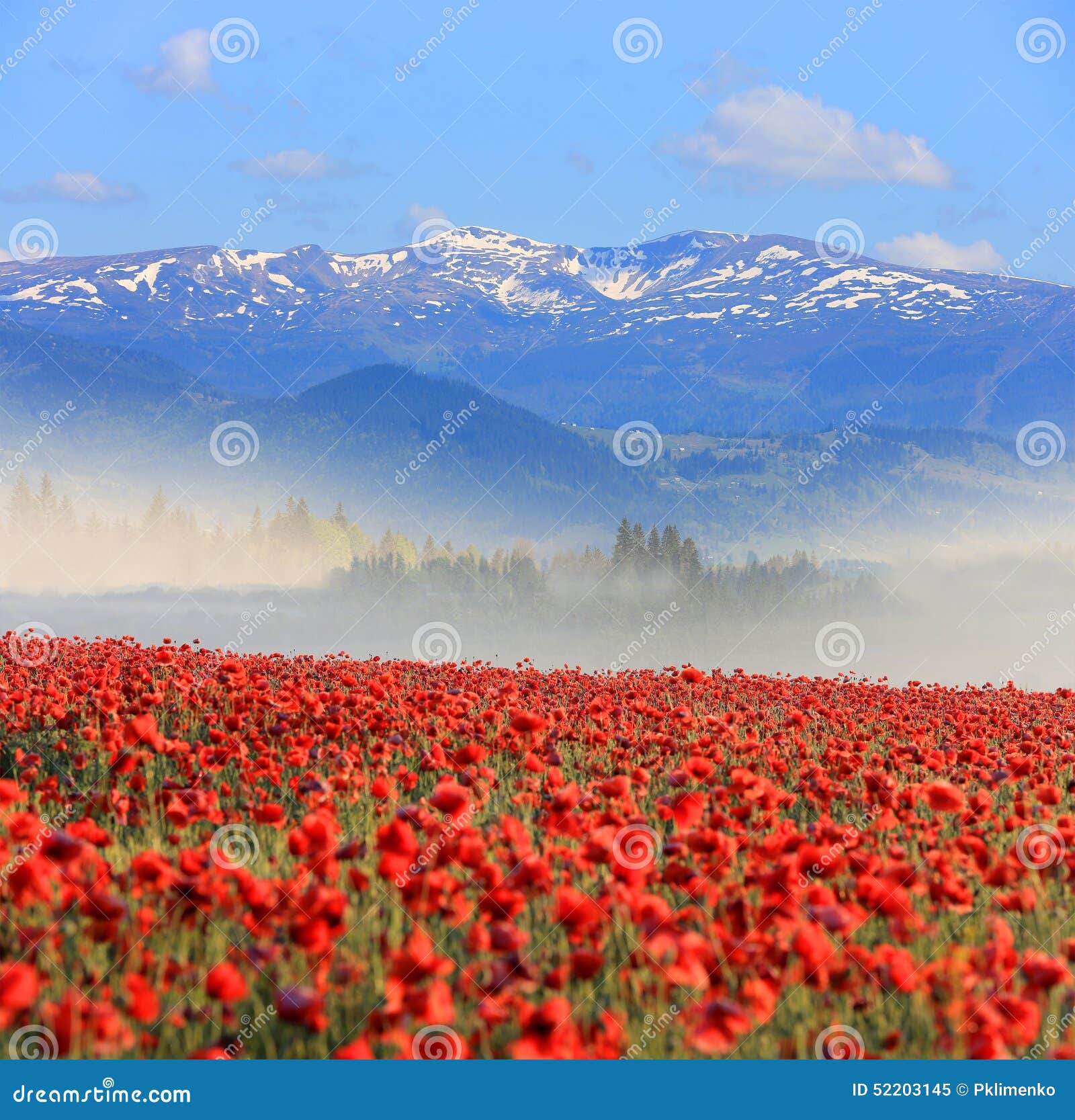 Nice Poppy Field in Mountains Stock Image - Image of bright, hill: 52203145