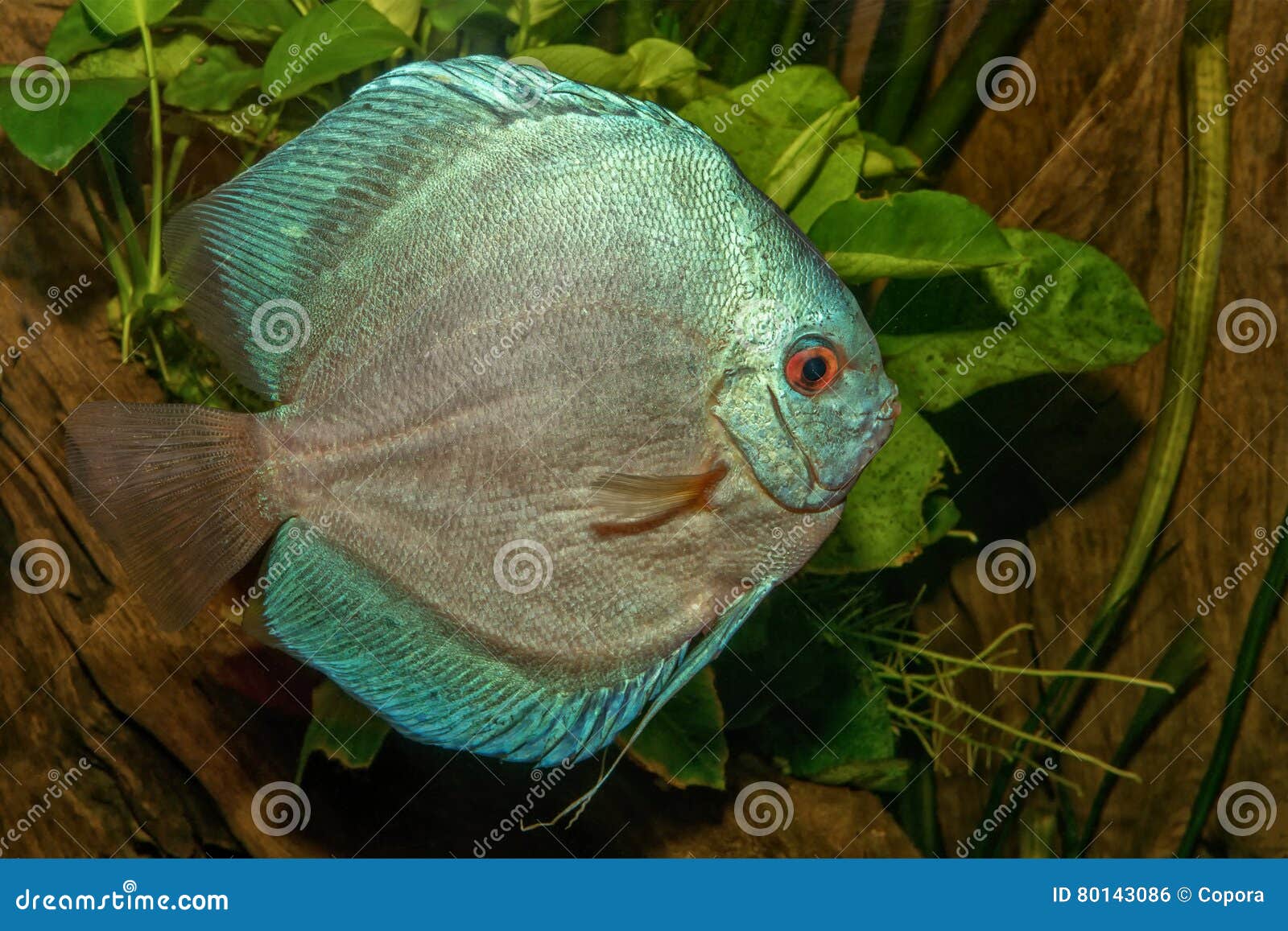 Nice Portrait of Blue Discus (Symphysodon Sp.) Fish Stock Photo - Image ...