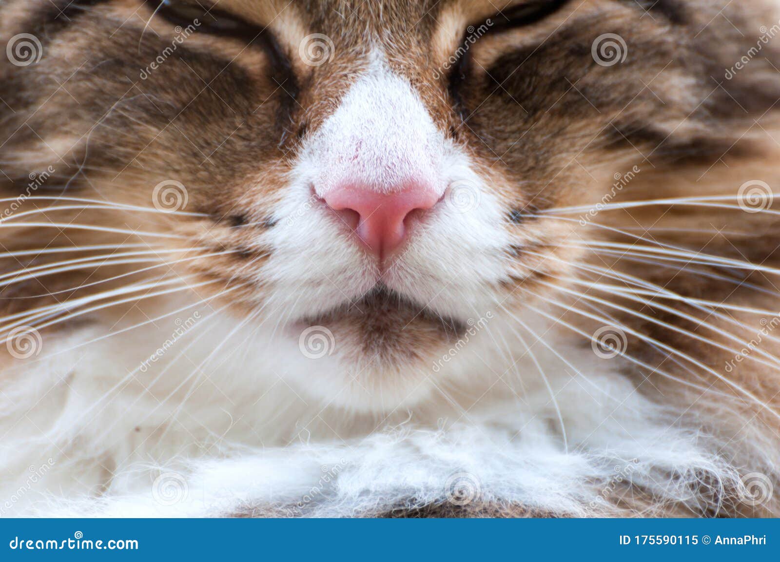 Nice Portrait of a Norwegian Forest Cat Face with a Big Pink Nose Stock ...