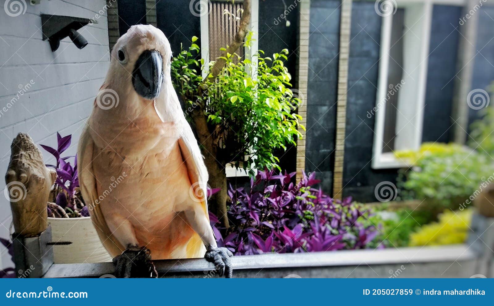 Nice pose cockatoo stock image. Image of plant, pose - 205027859
